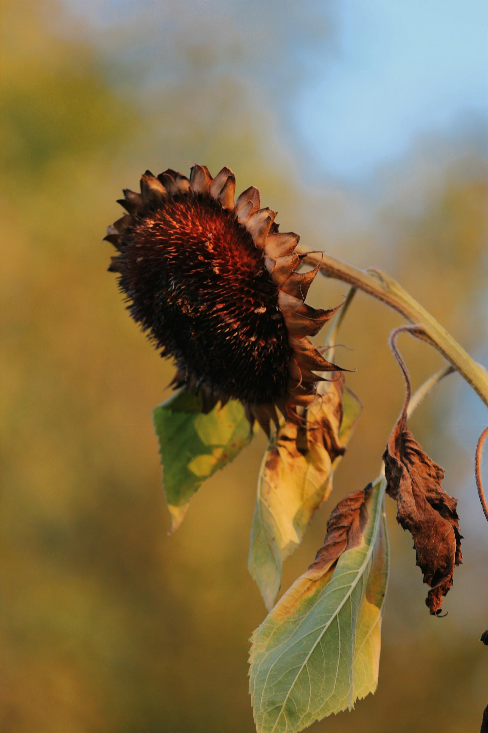 Fall Sunflower Background Photos, Download The BEST Free Fall Sunflower ...