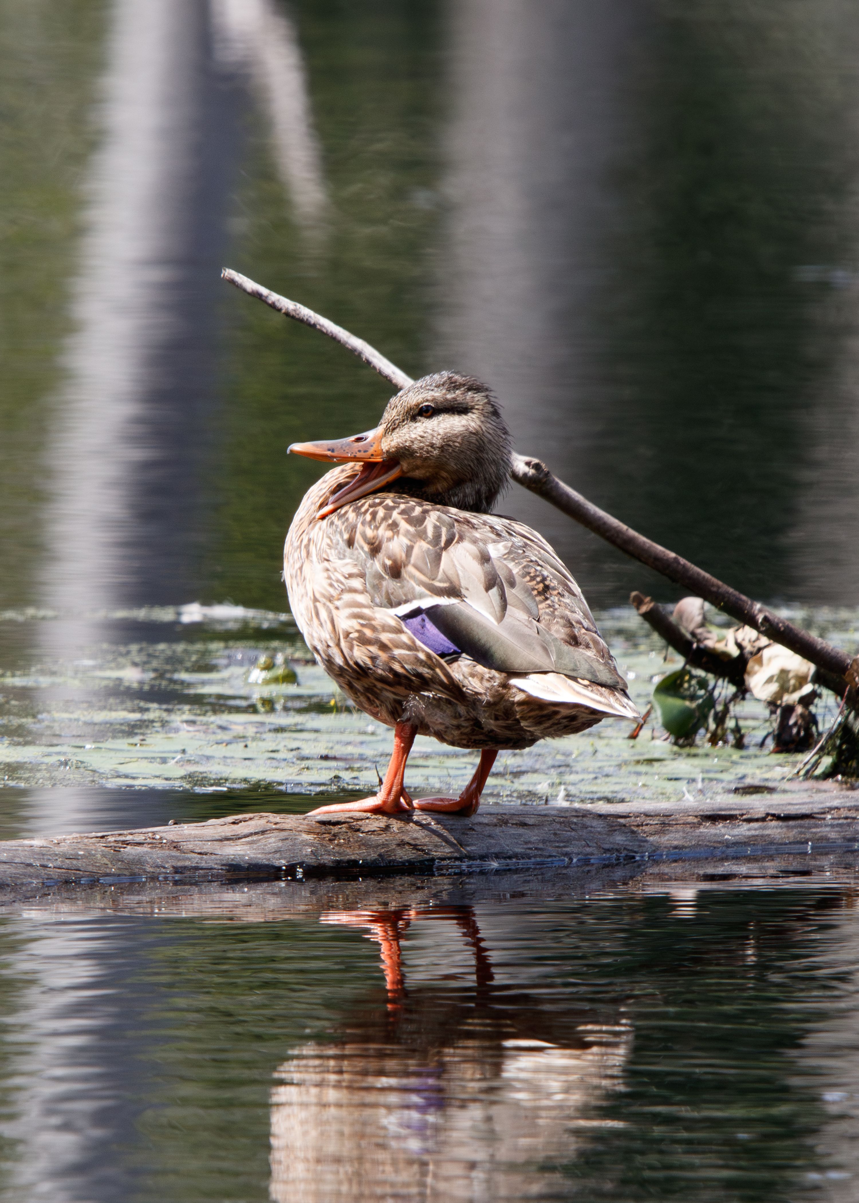 Hard Working Duck Photos, Download The BEST Free Hard Working Duck ...
