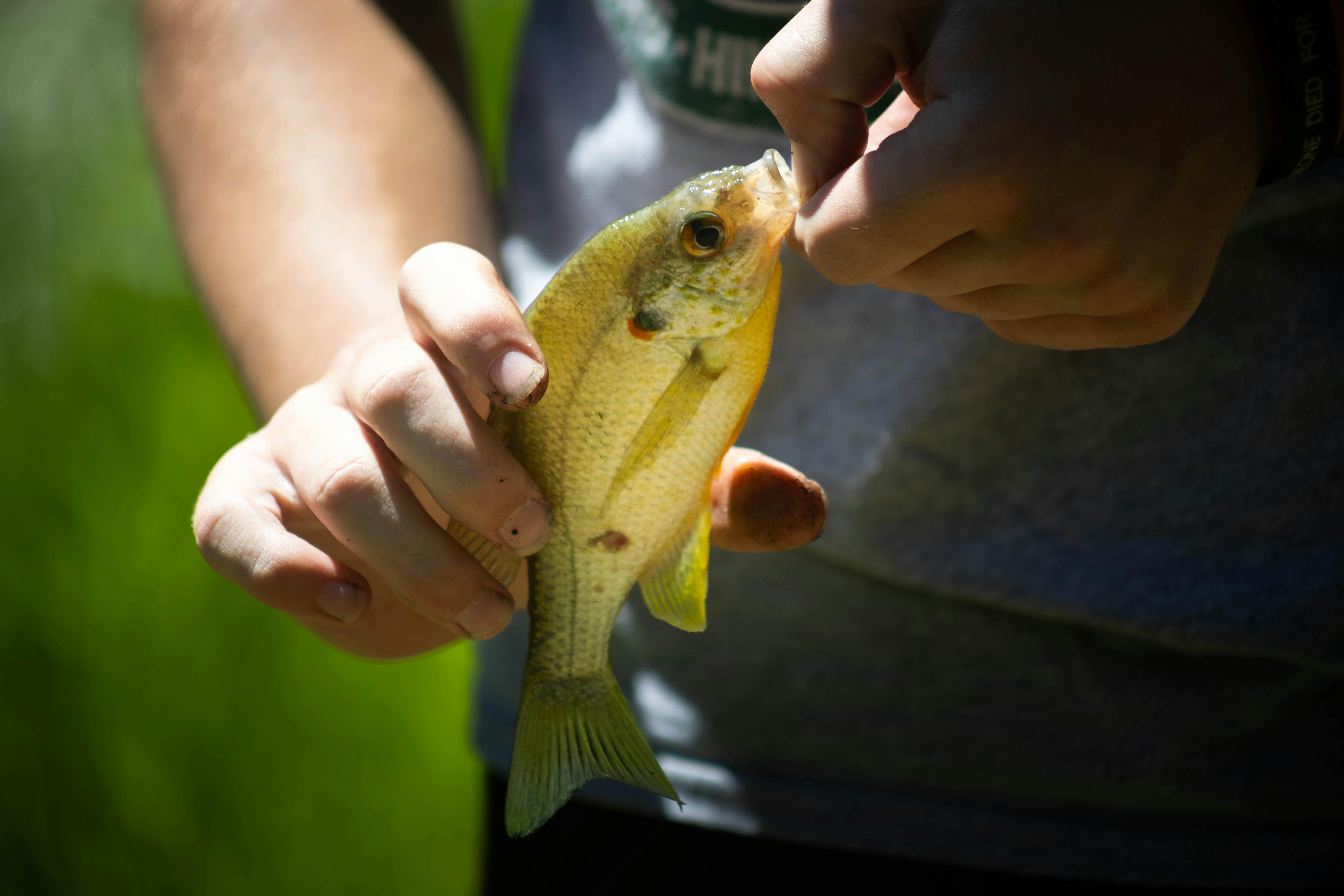 Man Hands Holding Fish · Free Stock Photo