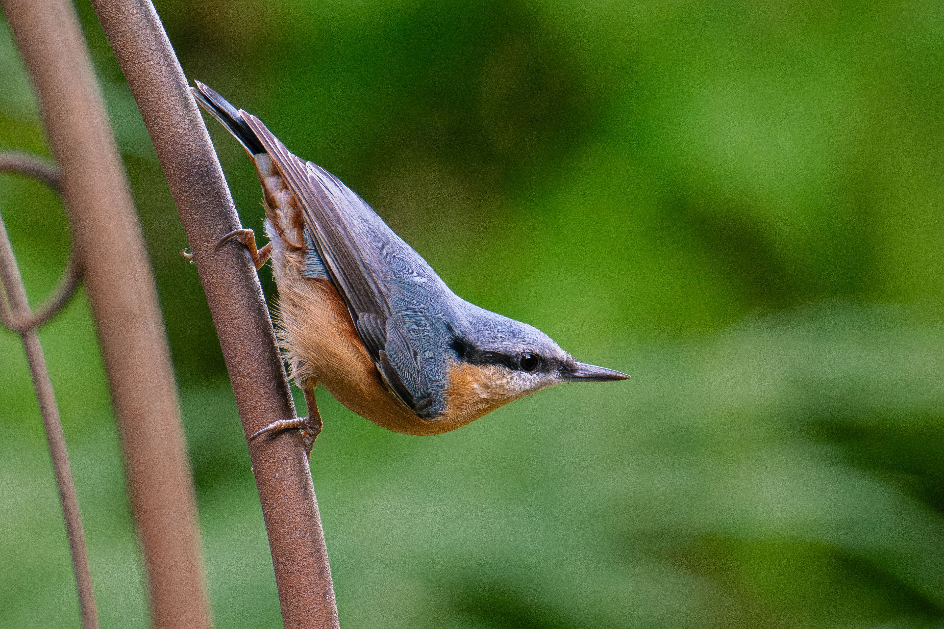 Eurasian Nuthatch Bird · Free Stock Photo