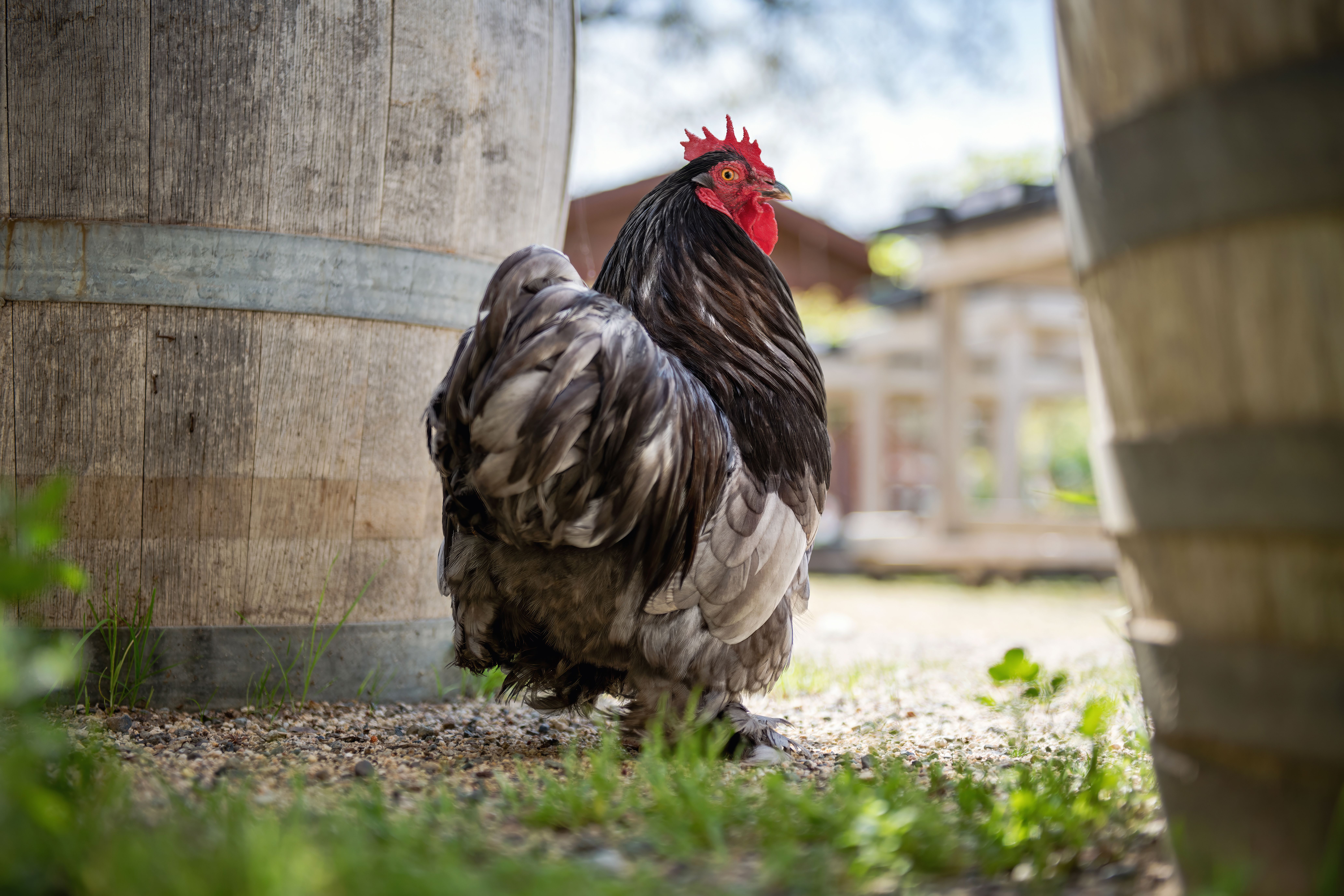 Farm Life: Free-Range Chicken · Free Stock Photo