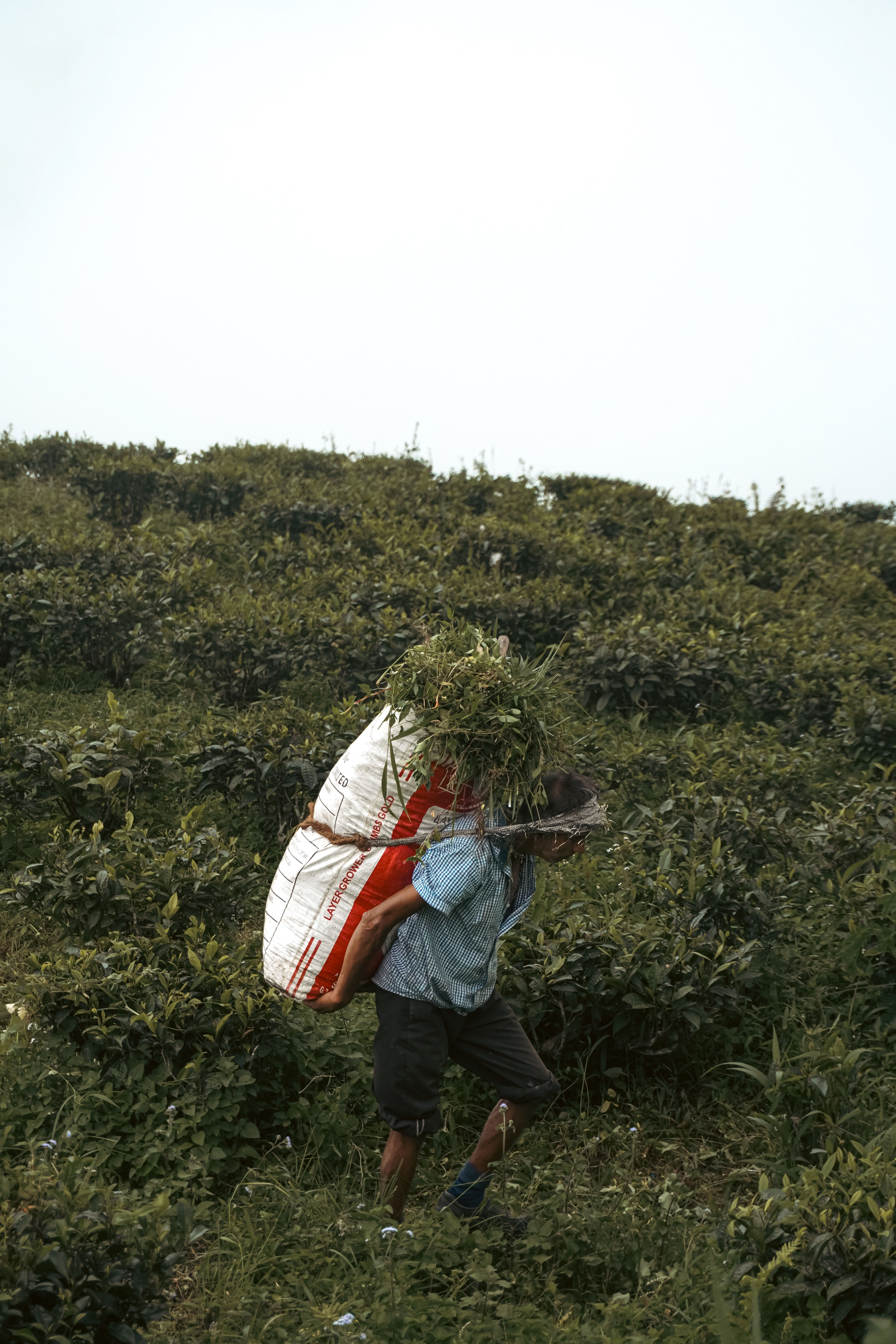 A man carrying a large bag of tea leaves · Free Stock Photo