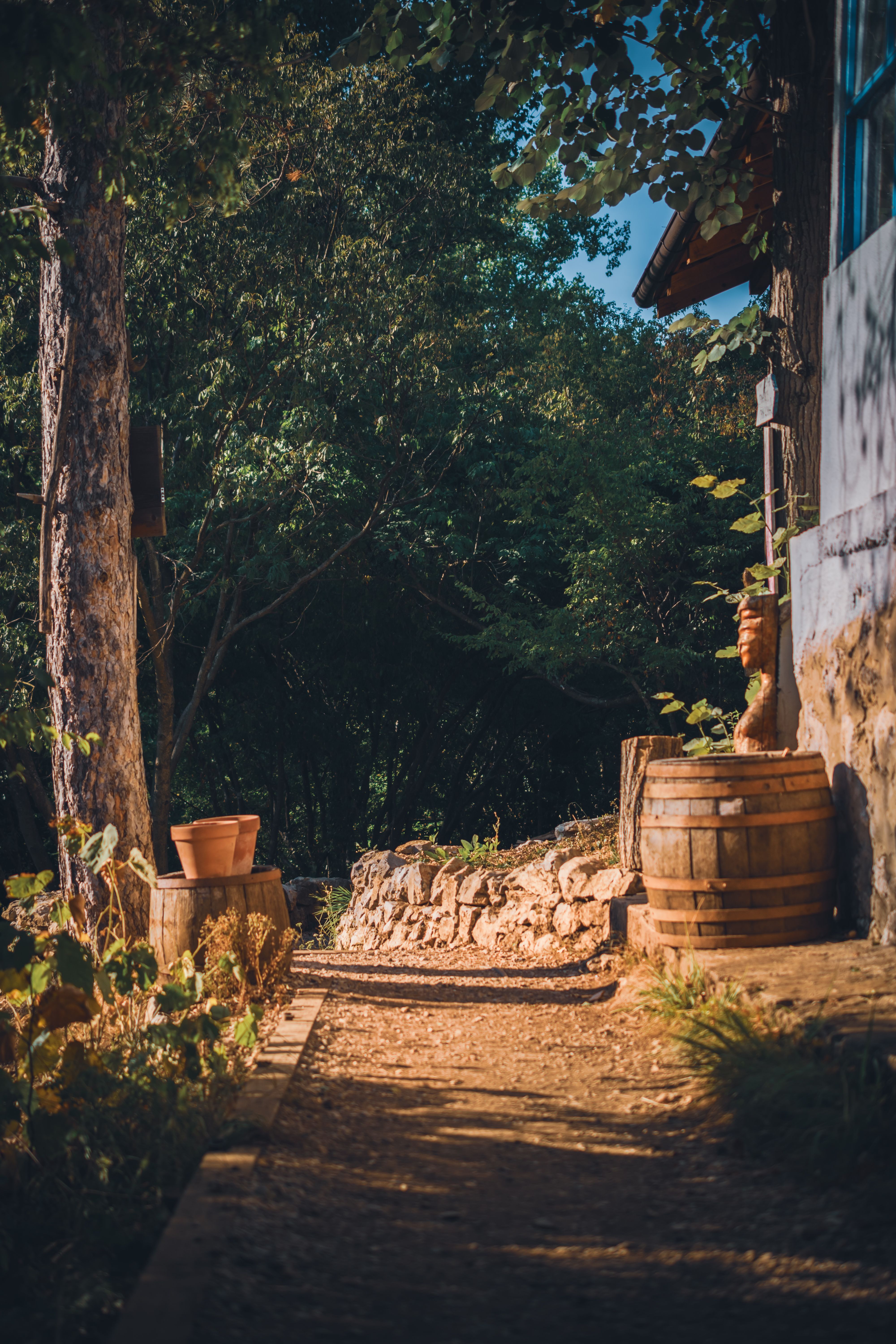 Footpath towards Forest in Village · Free Stock Photo