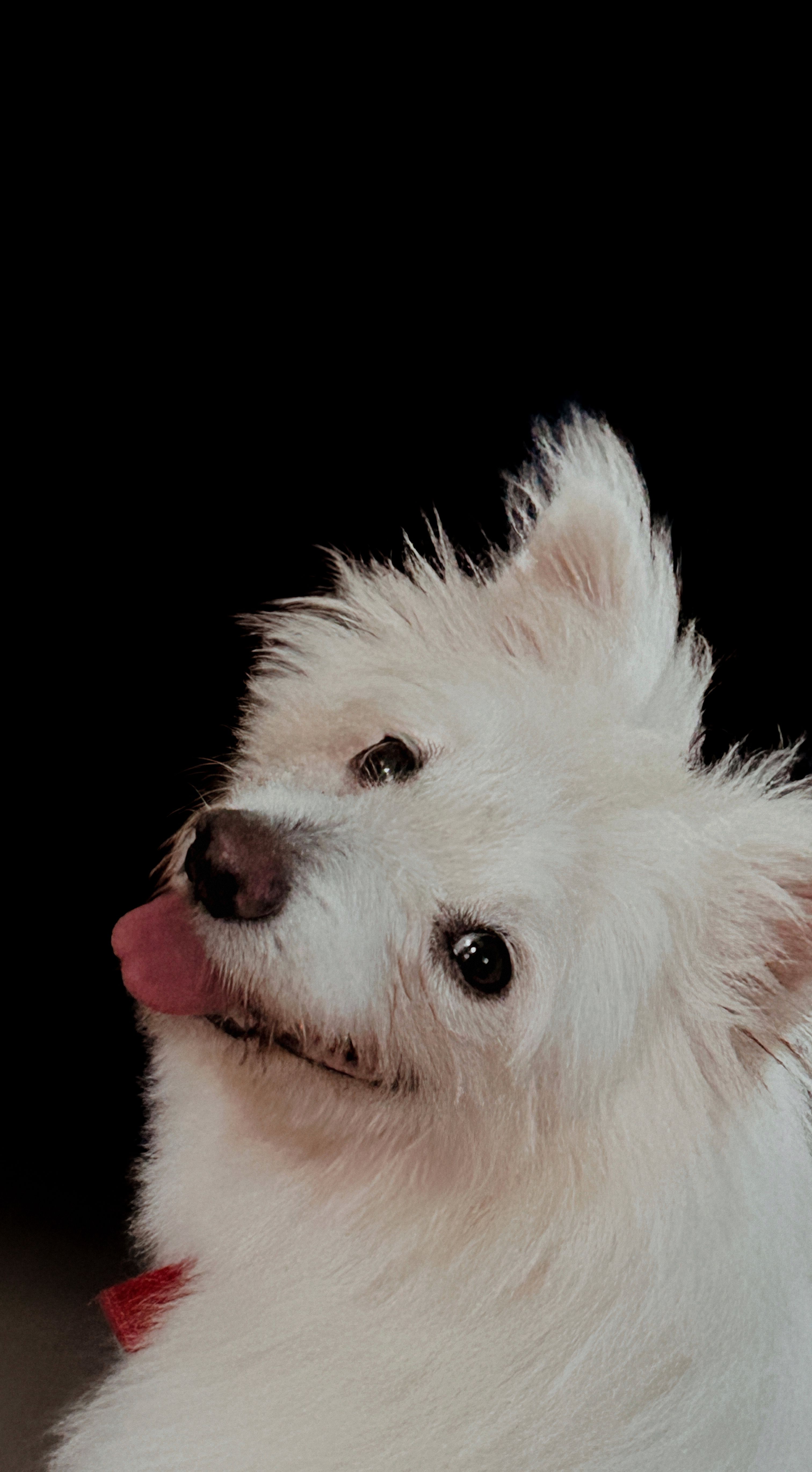 Pookie Wallpaper Photos, Download The BEST Free Pookie Wallpaper Stock ...