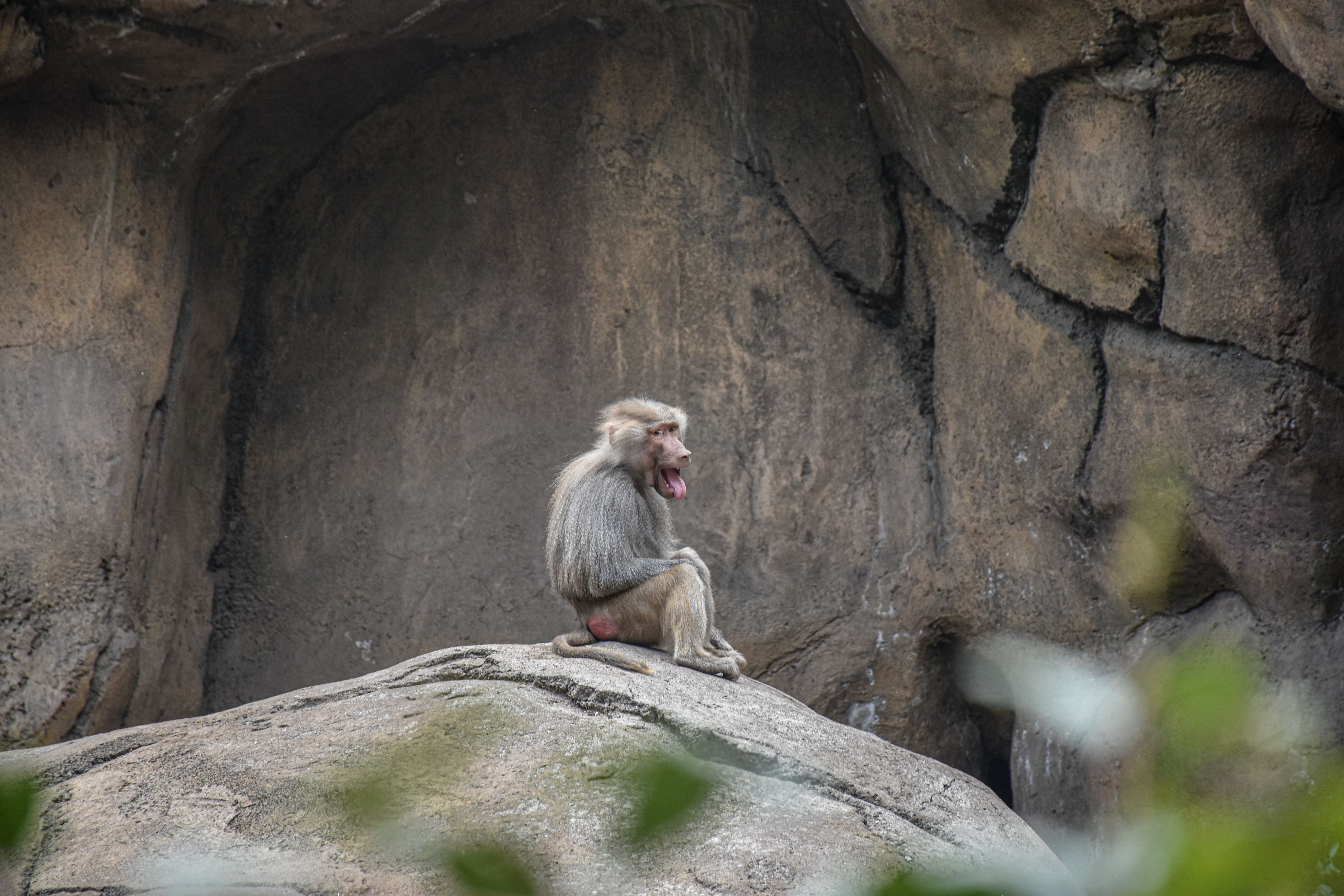 A Baboon Sitting on a Rock · Free Stock Photo