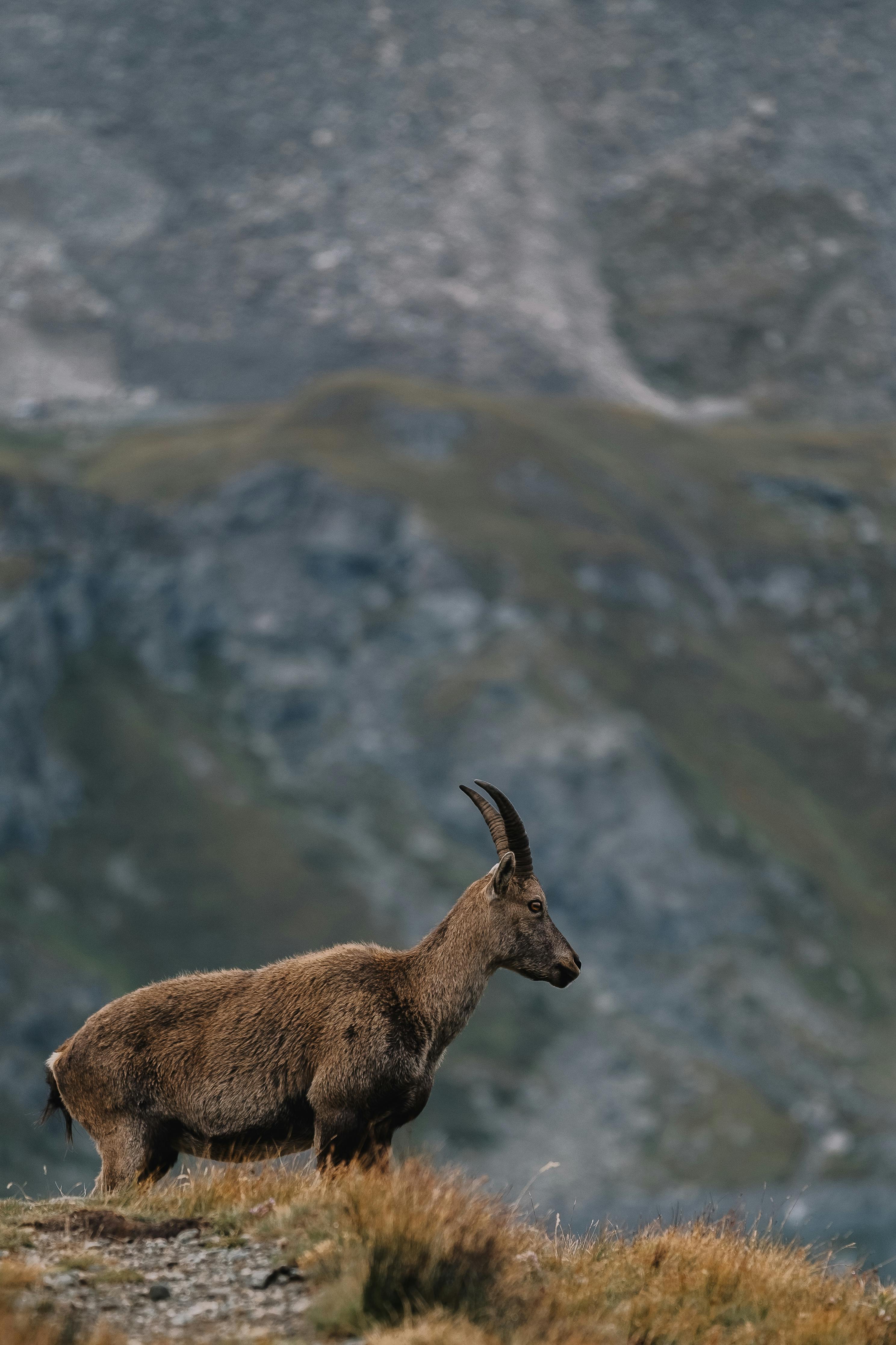 White Animal on Cliff at Daytime · Free Stock Photo