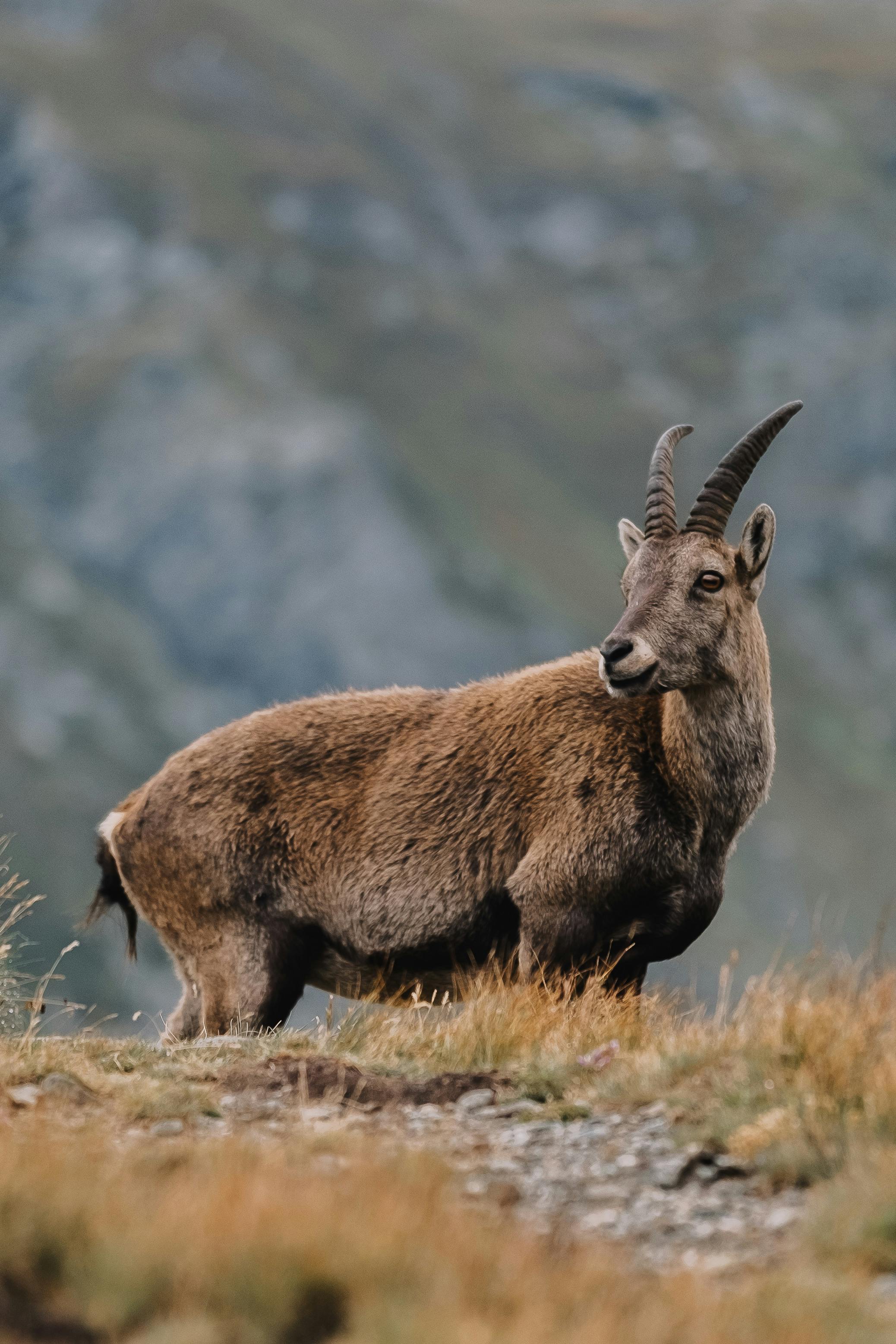 A brown mountain goat standing on a grassy hill · Free Stock Photo