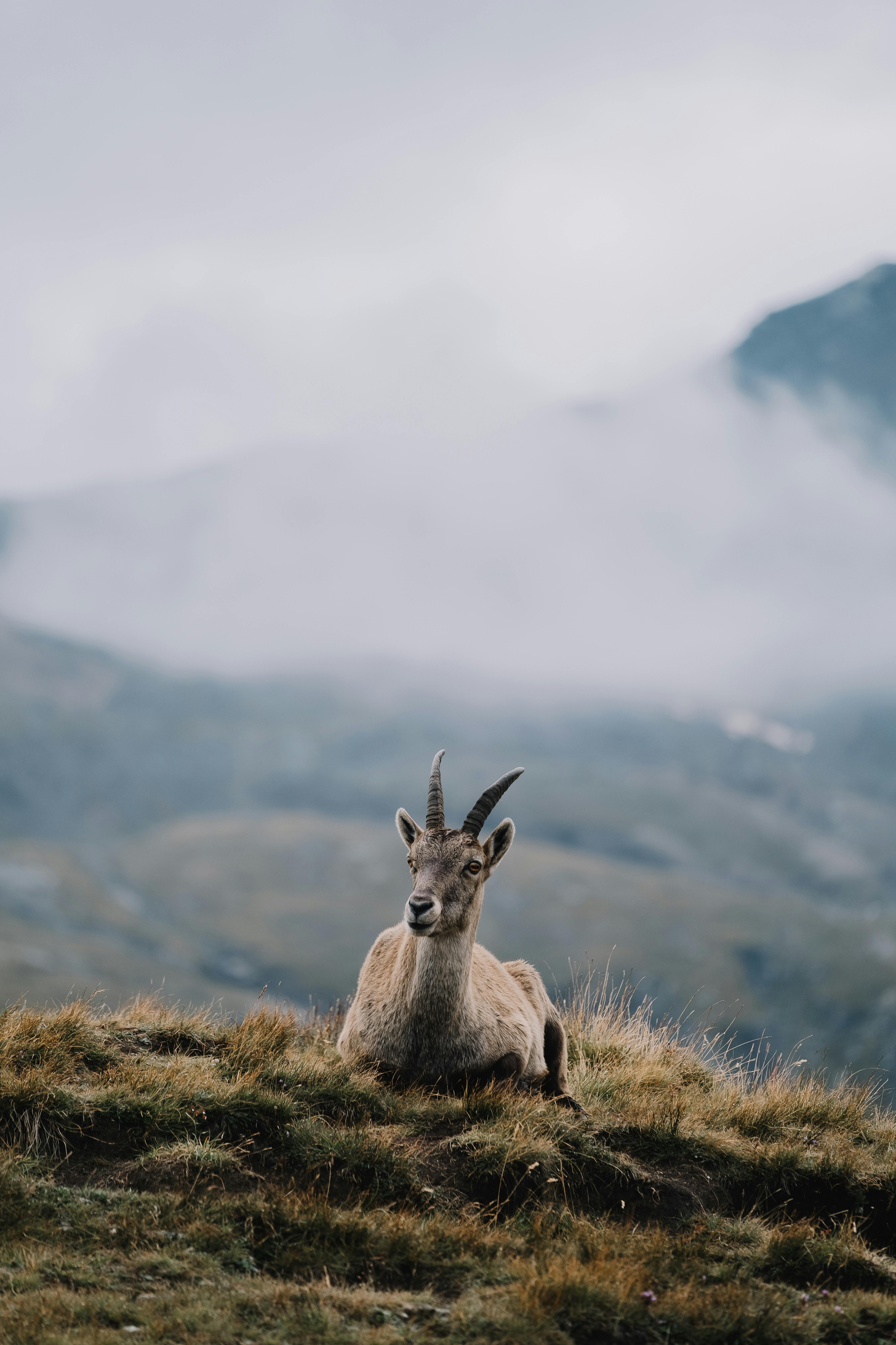 Background Goat Photos, Download The BEST Free Background Goat Stock ...