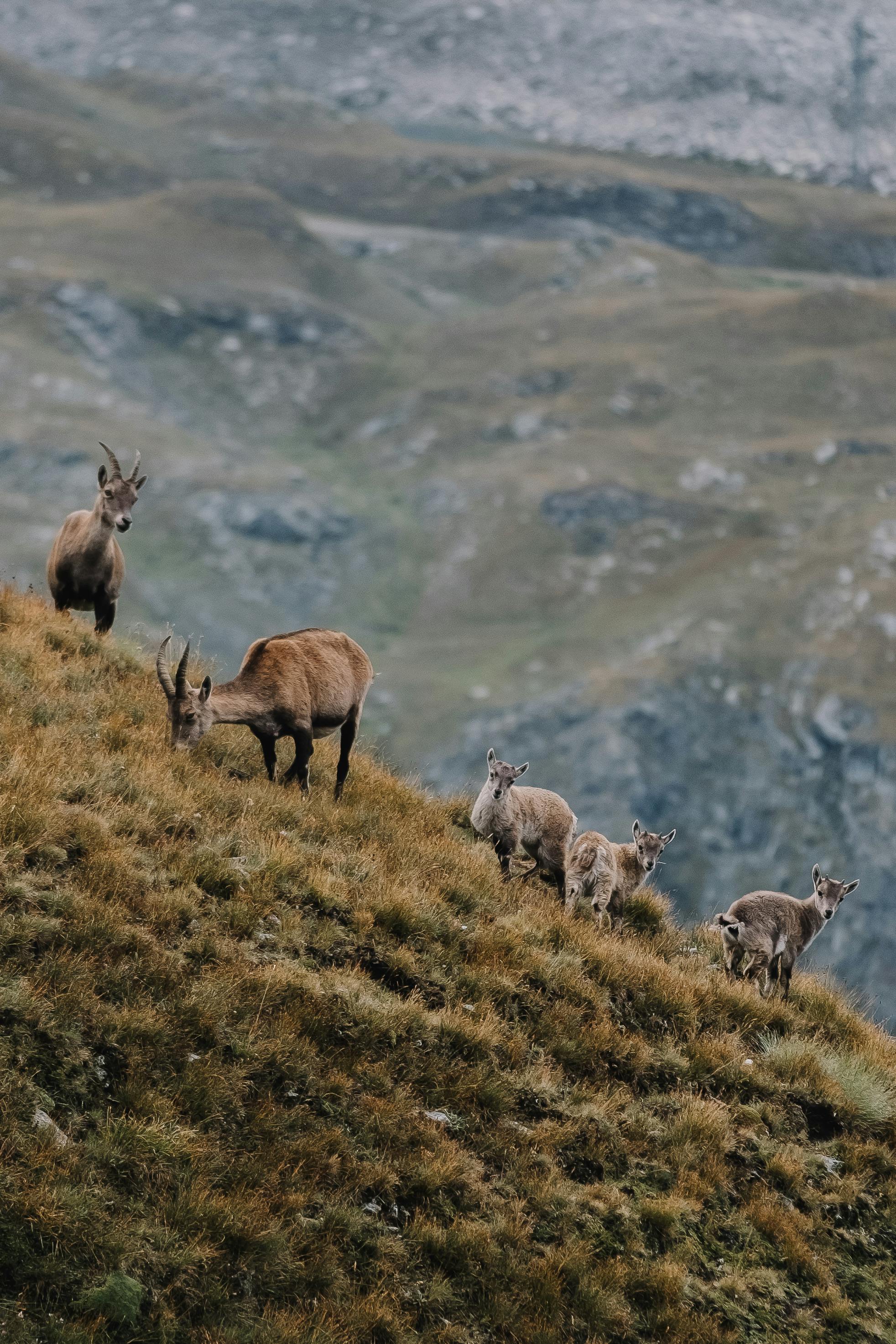 Wild Goats on a Hill · Free Stock Photo
