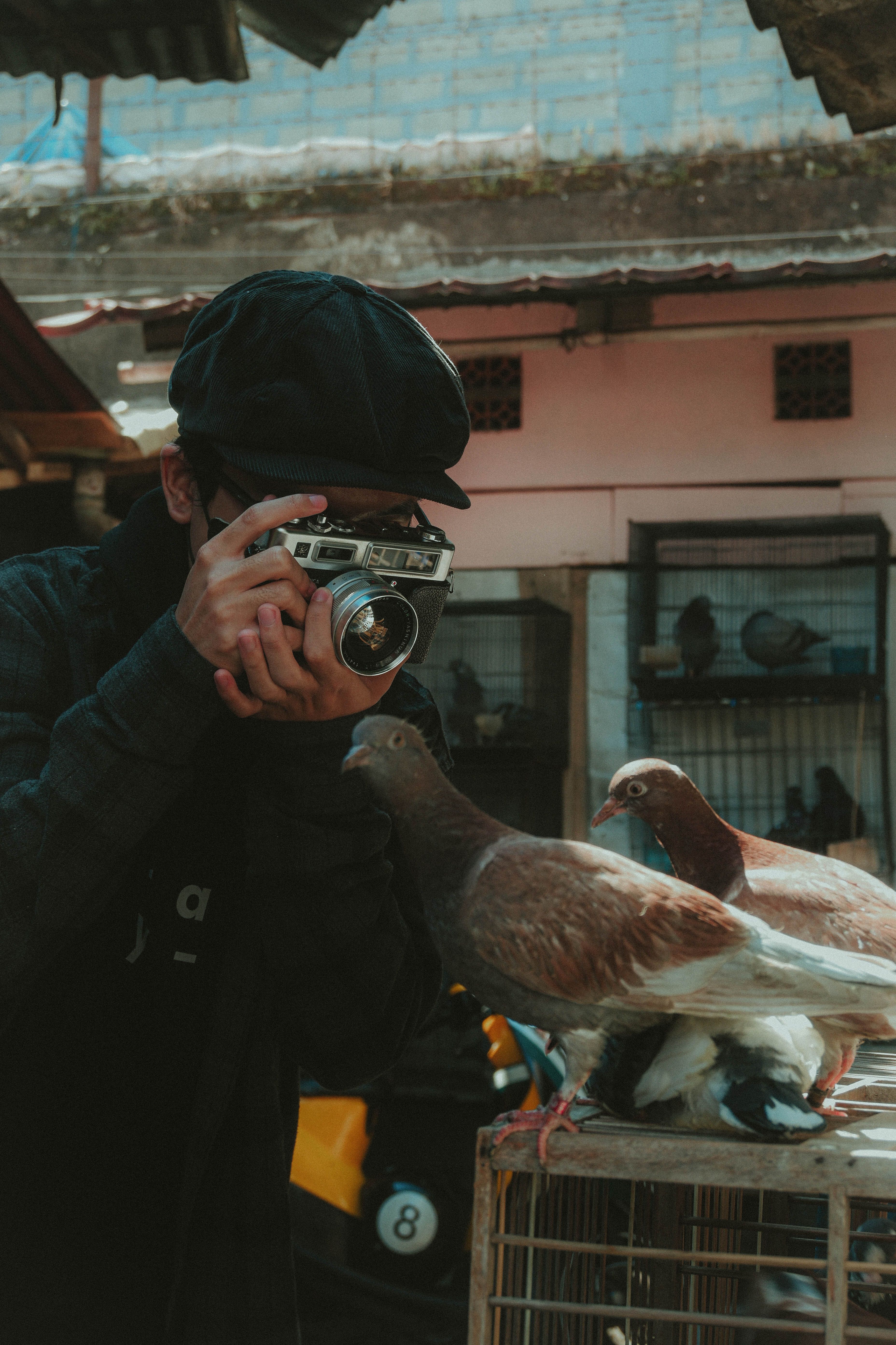 Live Pigeons Photos, Download The BEST Free Live Pigeons Stock Photos ...