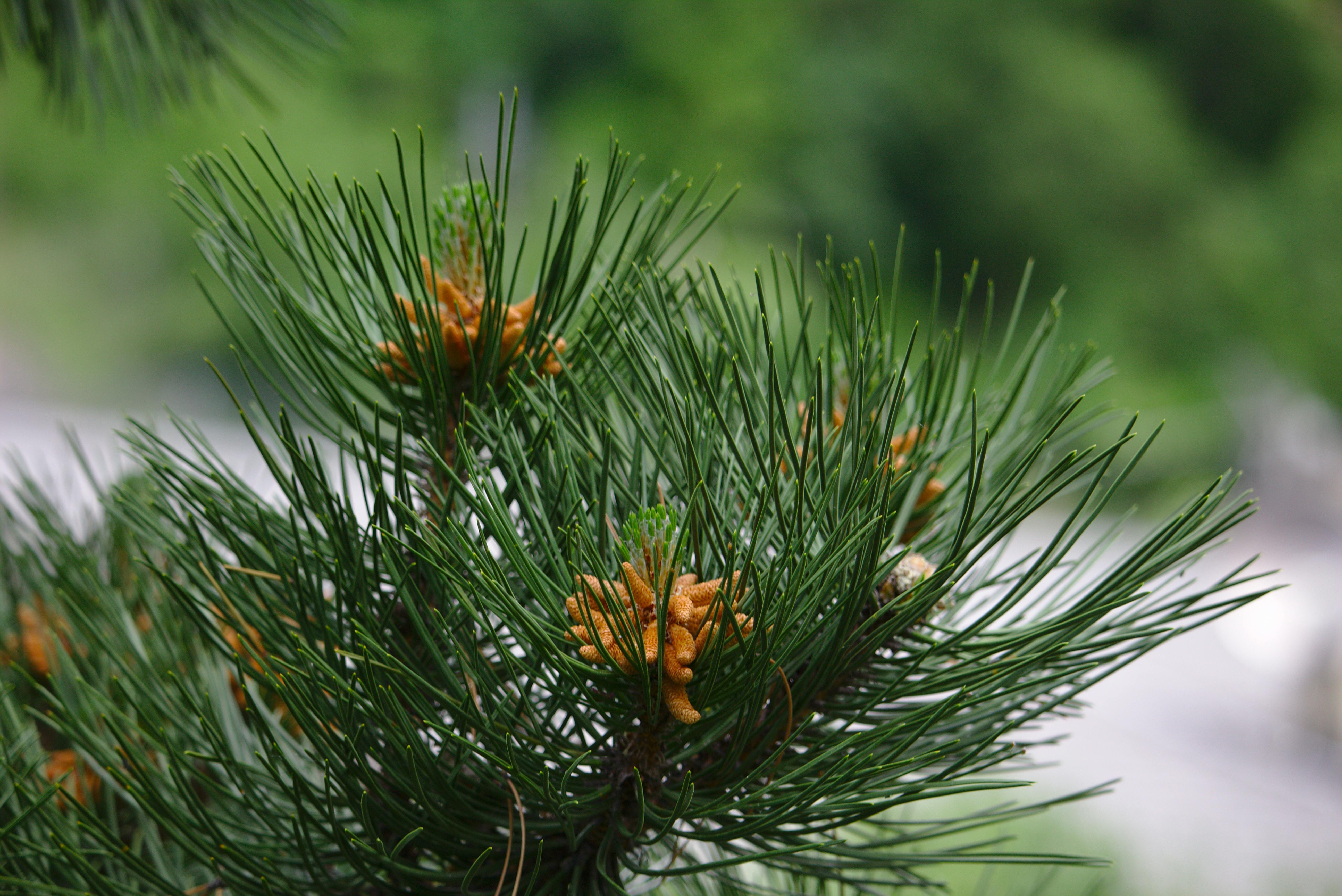 Pine Tree Leaves · Free Stock Photo