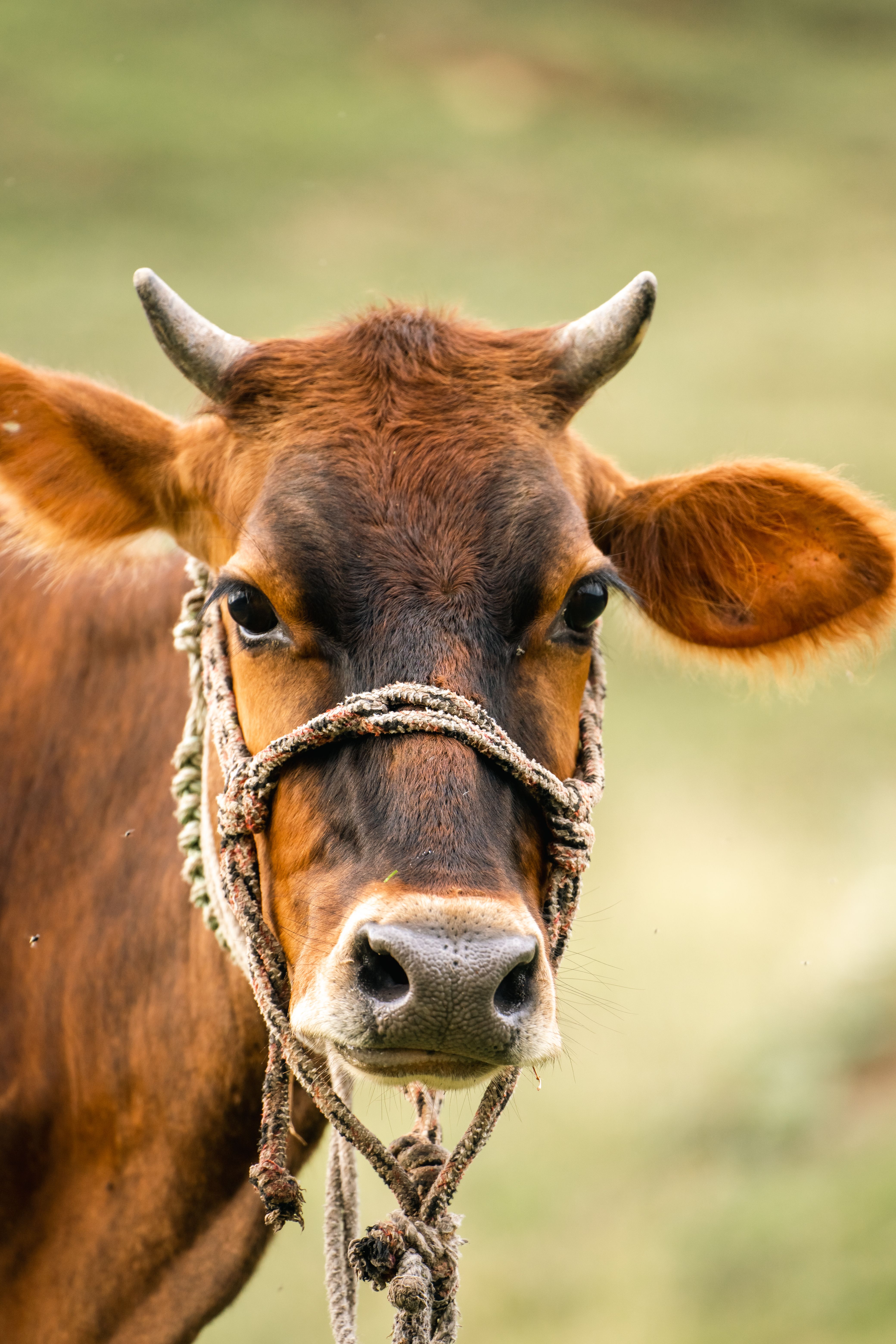 Pics Of Dairy Cow In India Photos, Download The BEST Free Pics Of Dairy ...
