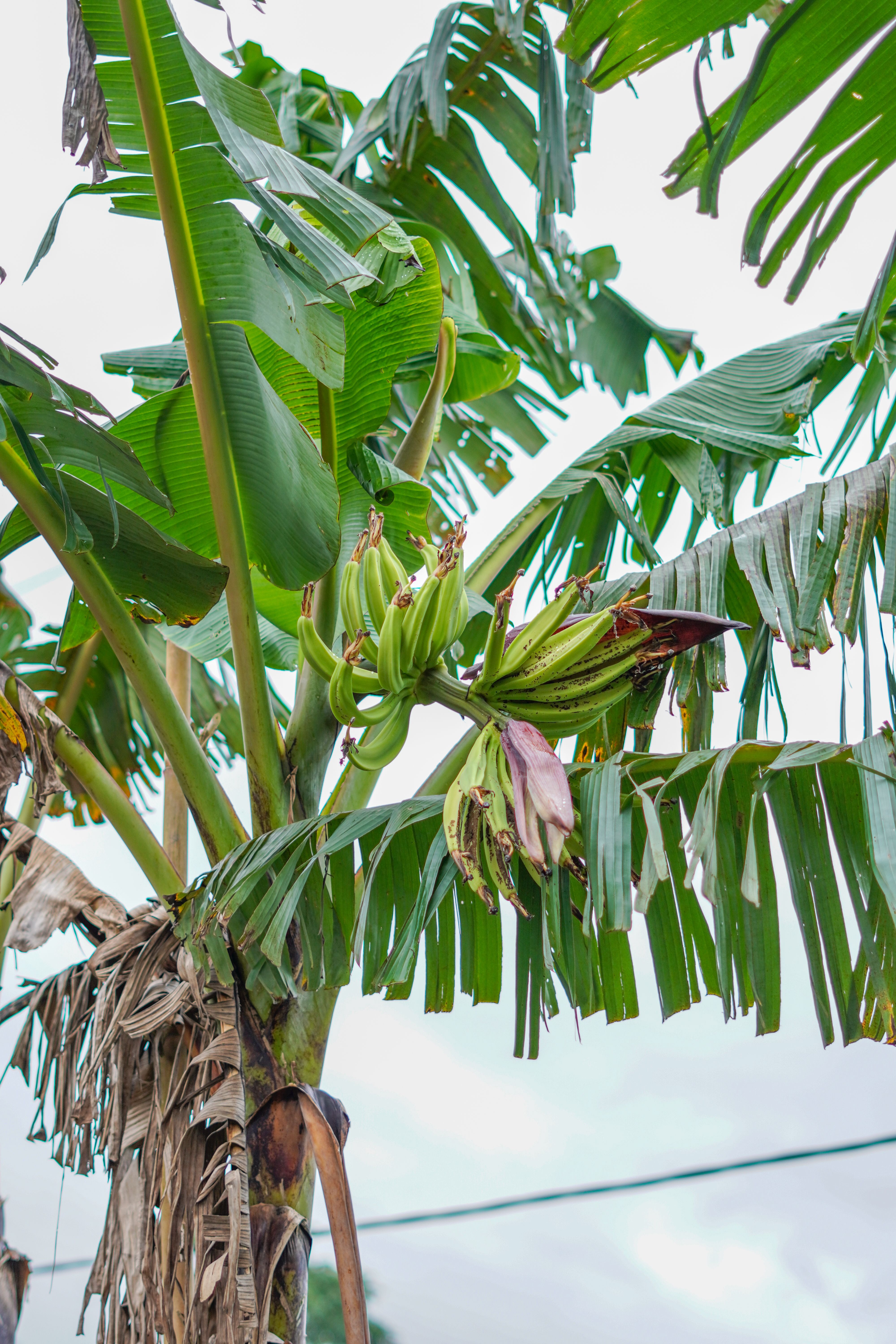 A banana tree with bananas on it and a fence · Free Stock Photo
