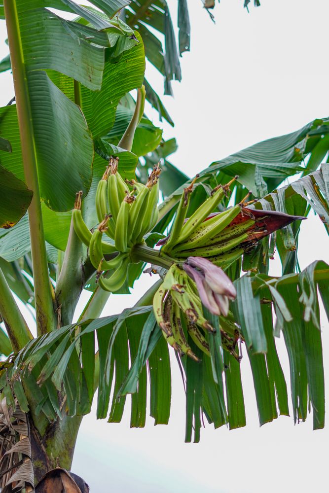 Banana, Photos, Download The BEST Free Banana, Stock Photos & HD Images