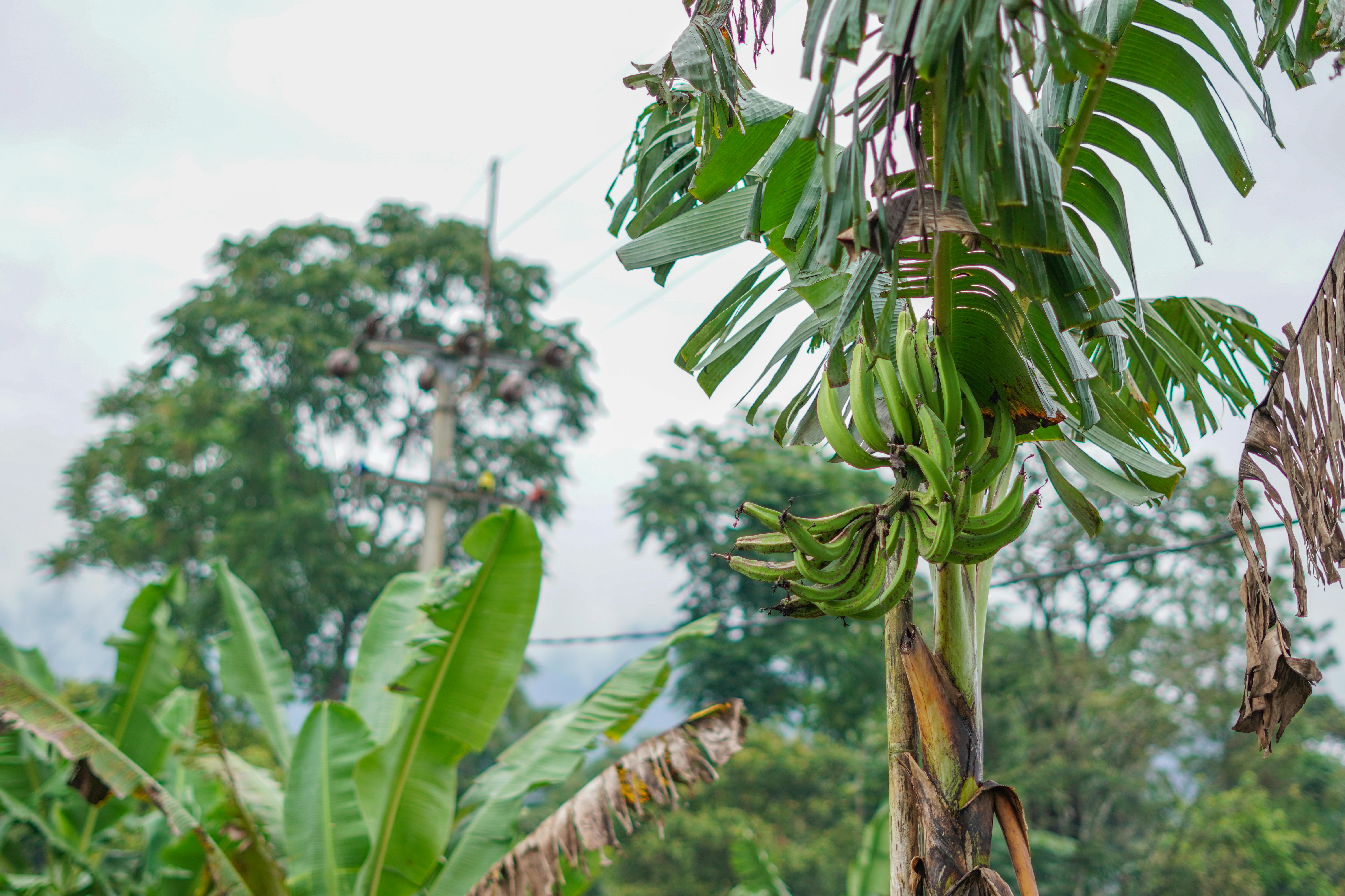 Banana Plant Trunk Photos, Download The BEST Free Banana Plant Trunk ...