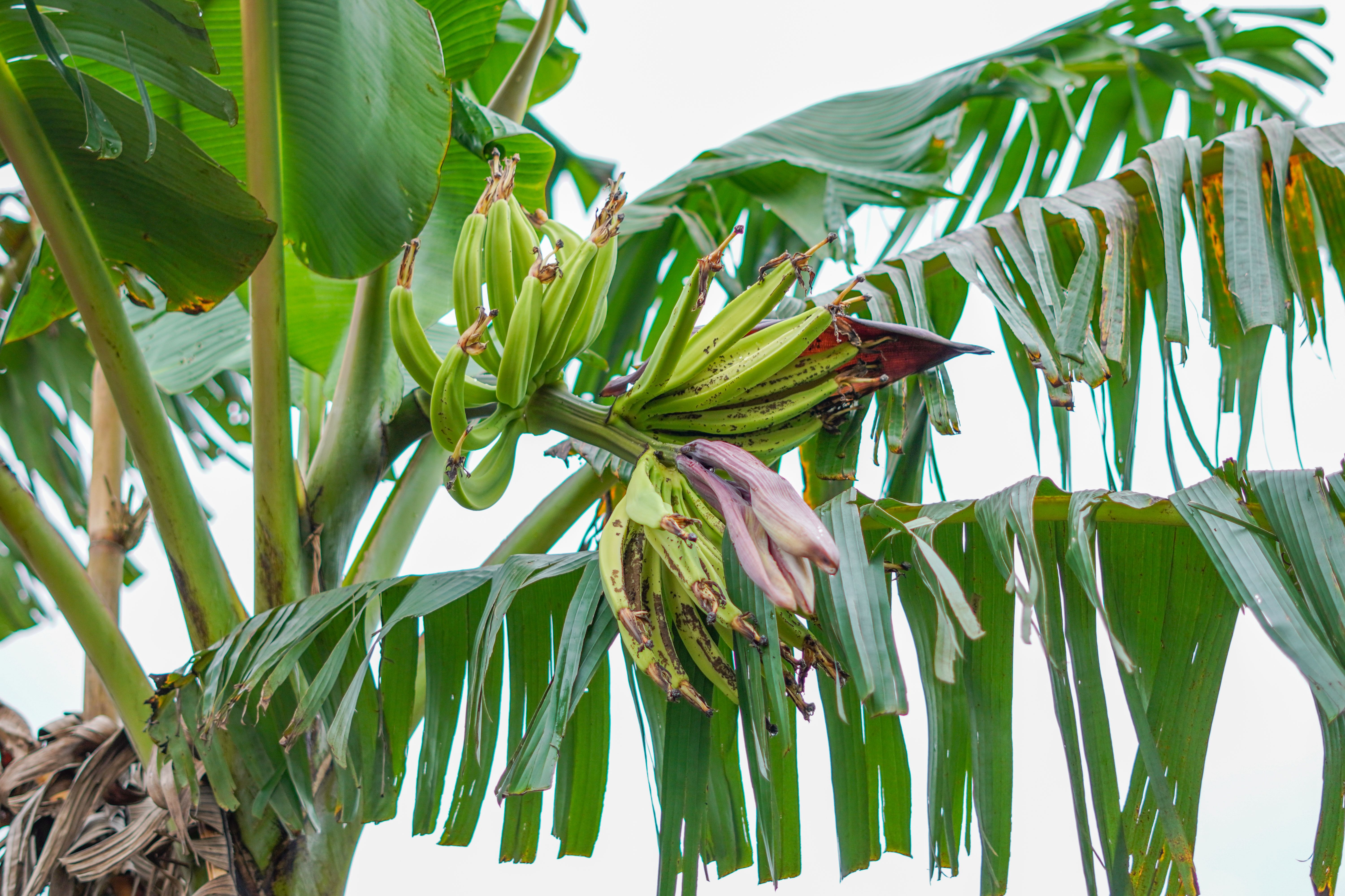 A banana tree with bananas on it and a blue sky · Free Stock Photo