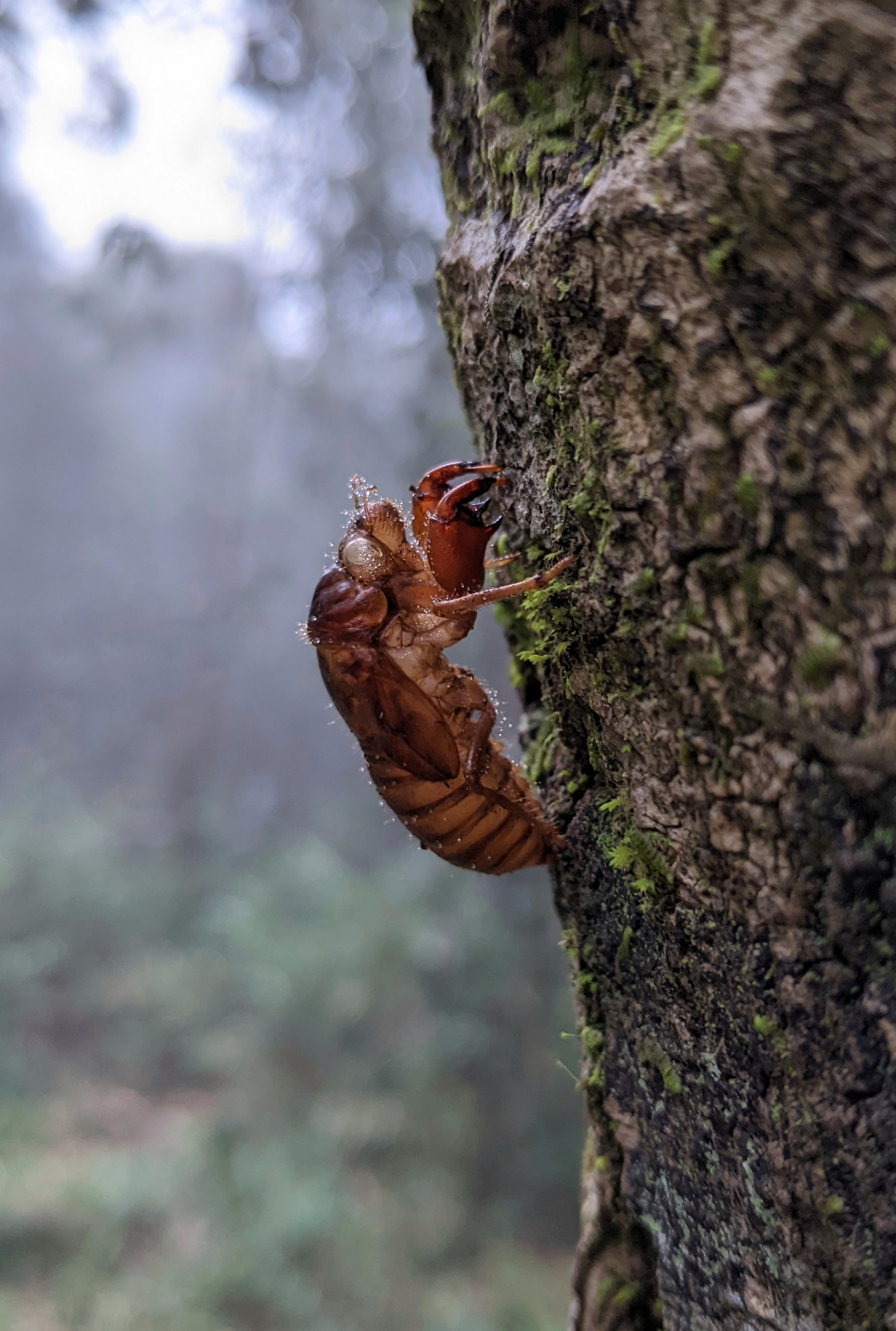 A cicada is crawling on a tree in the fog · Free Stock Photo