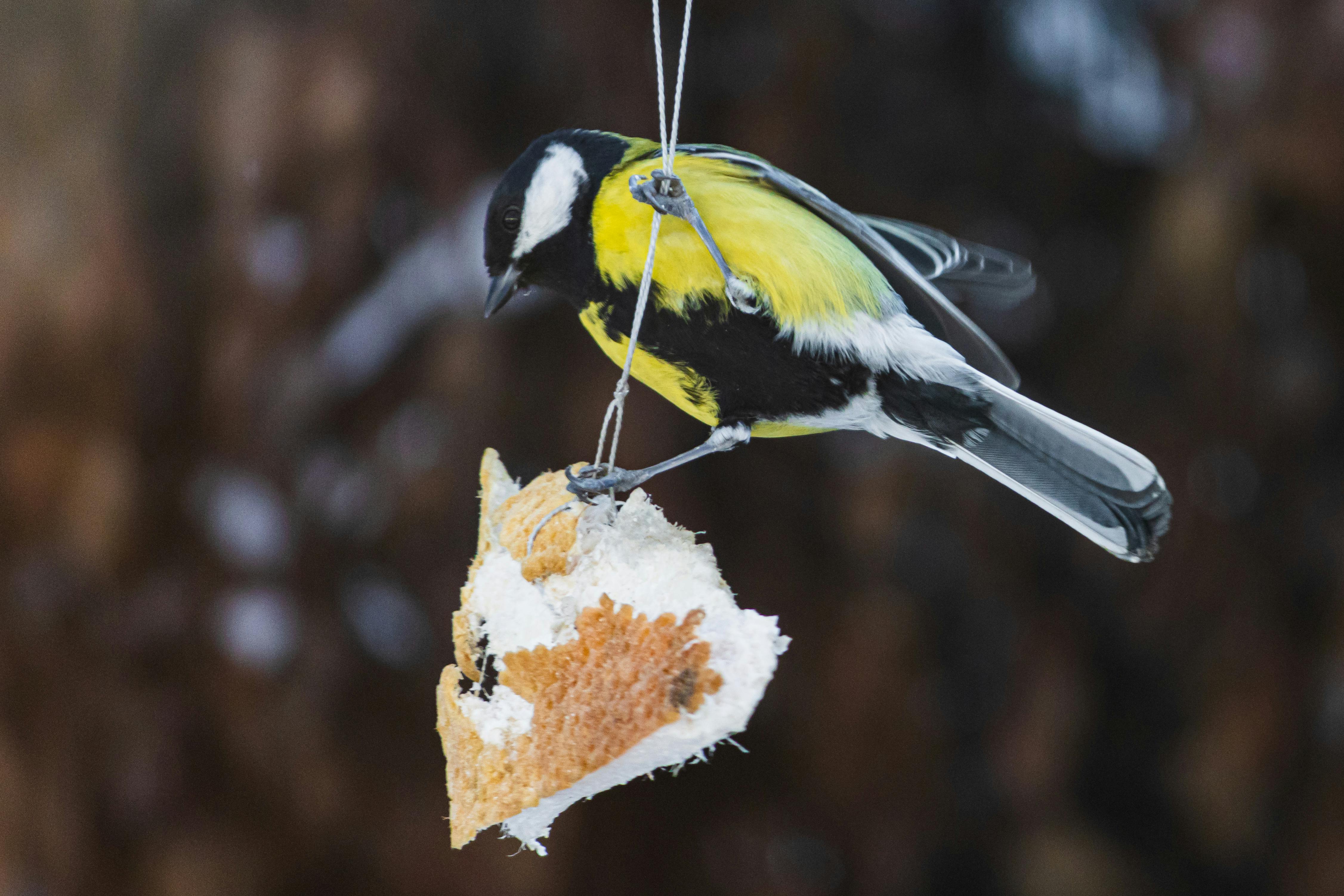Tit Bird in a Forest in Winter · Free Stock Photo