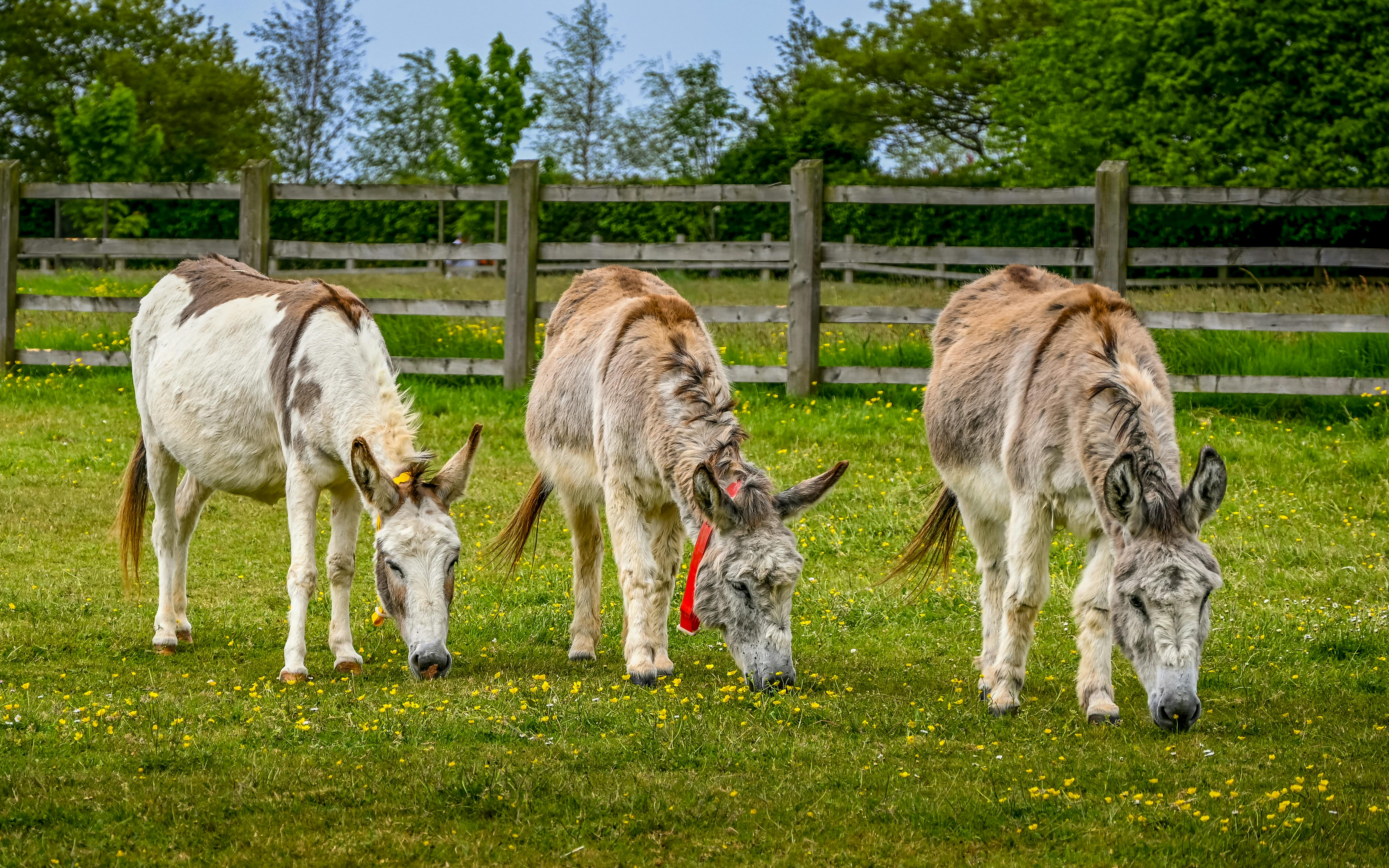 Donkeys on Pasture on Farm · Free Stock Photo