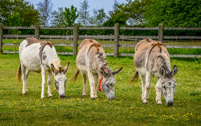 Donkeys Photos, Download The BEST Free Donkeys Stock Photos & HD Images