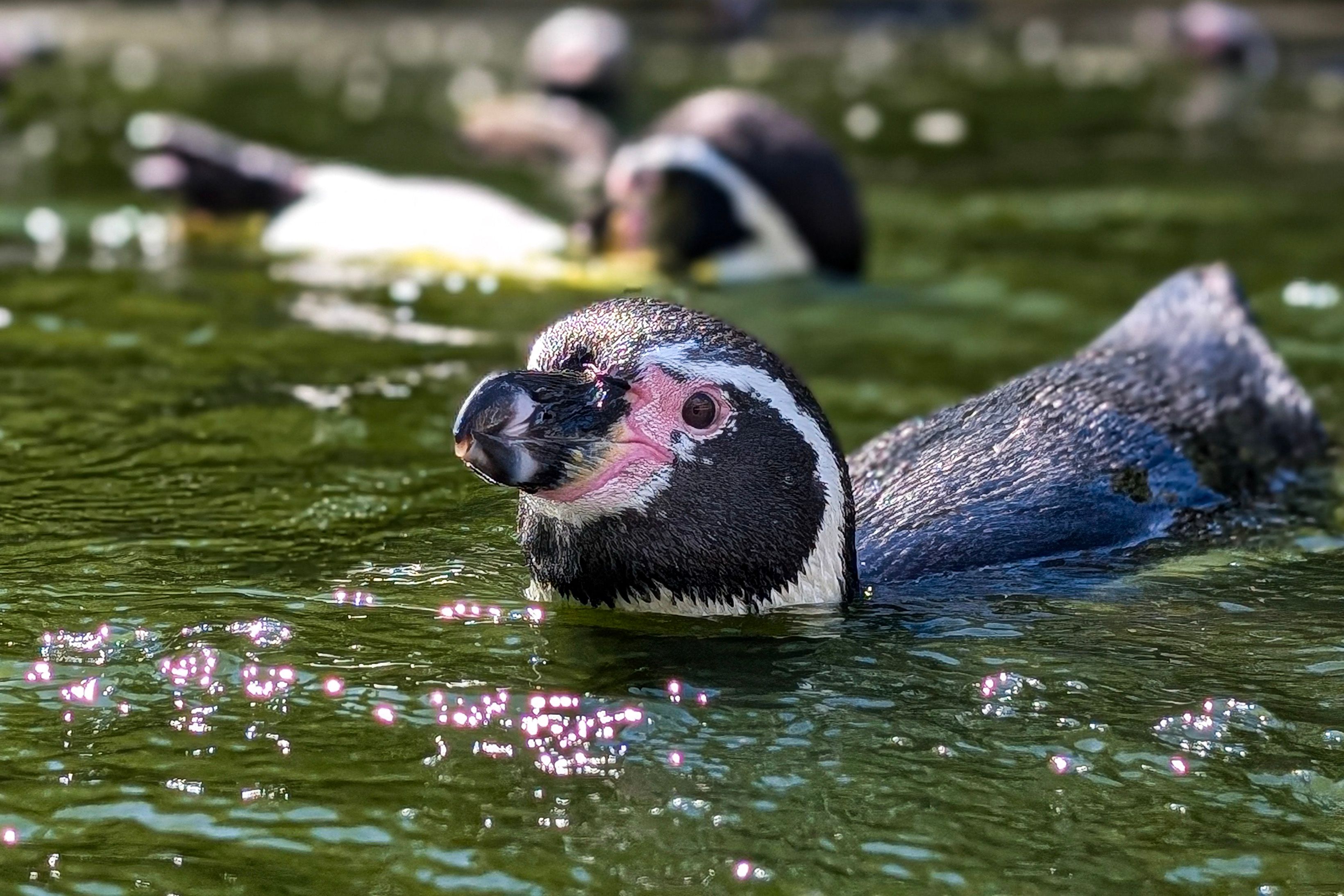 Humboldt Penguin Swimming in the Zoo Enclosure Pond · Free Stock Photo