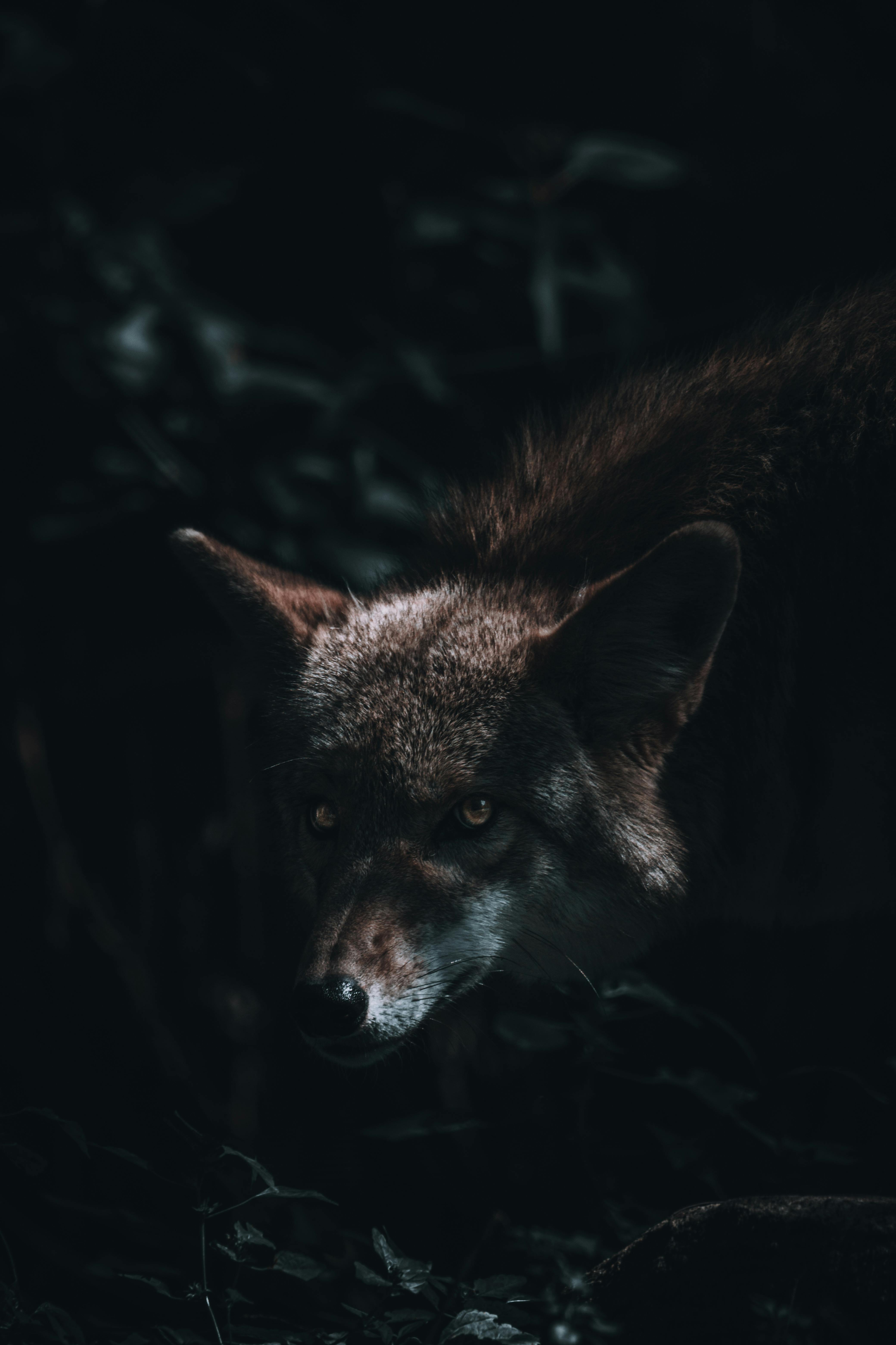 A wolf in the dark with a black background · Free Stock Photo