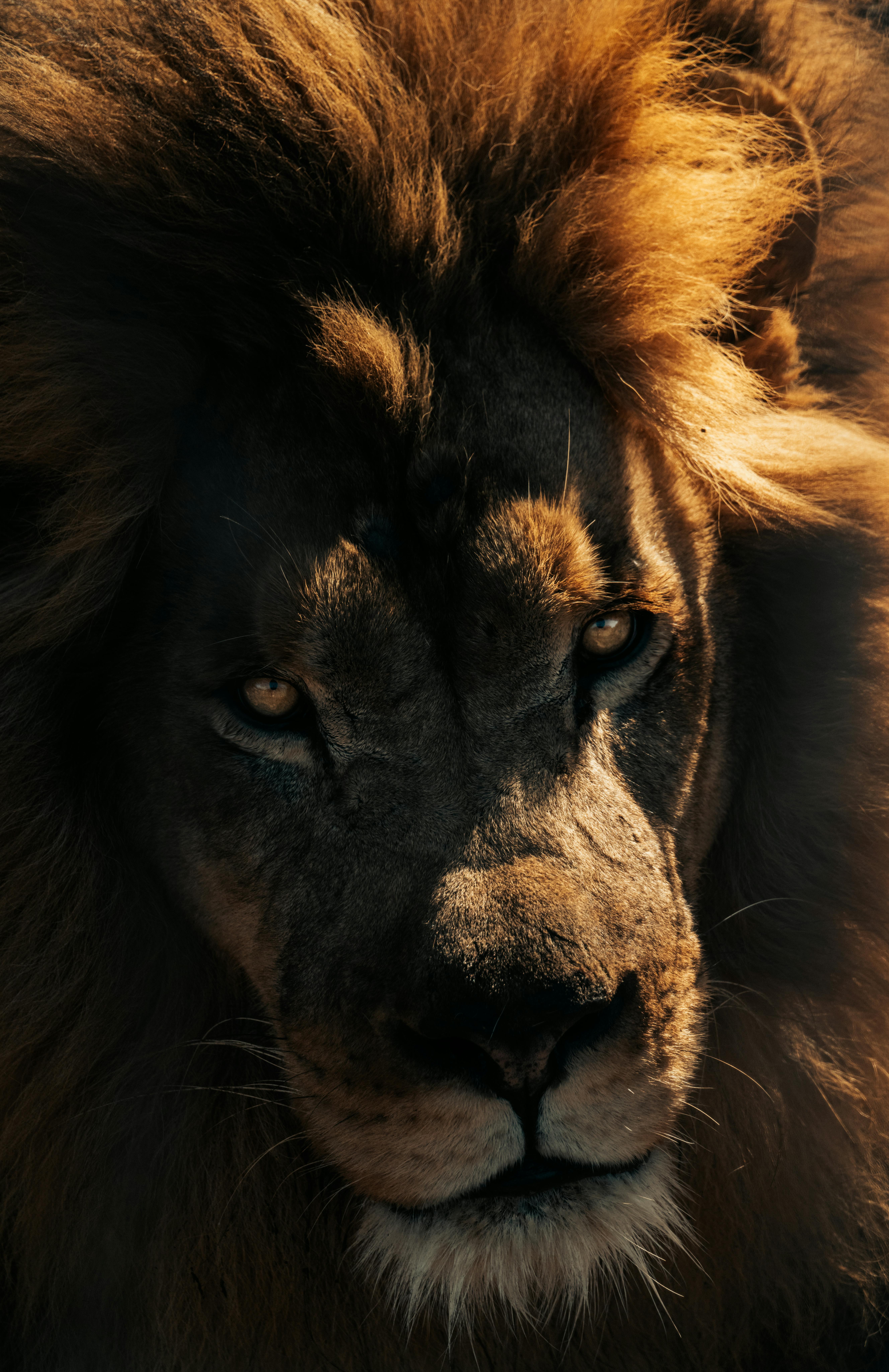 High Resolution Lion Photos, Download The BEST Free High Resolution ...