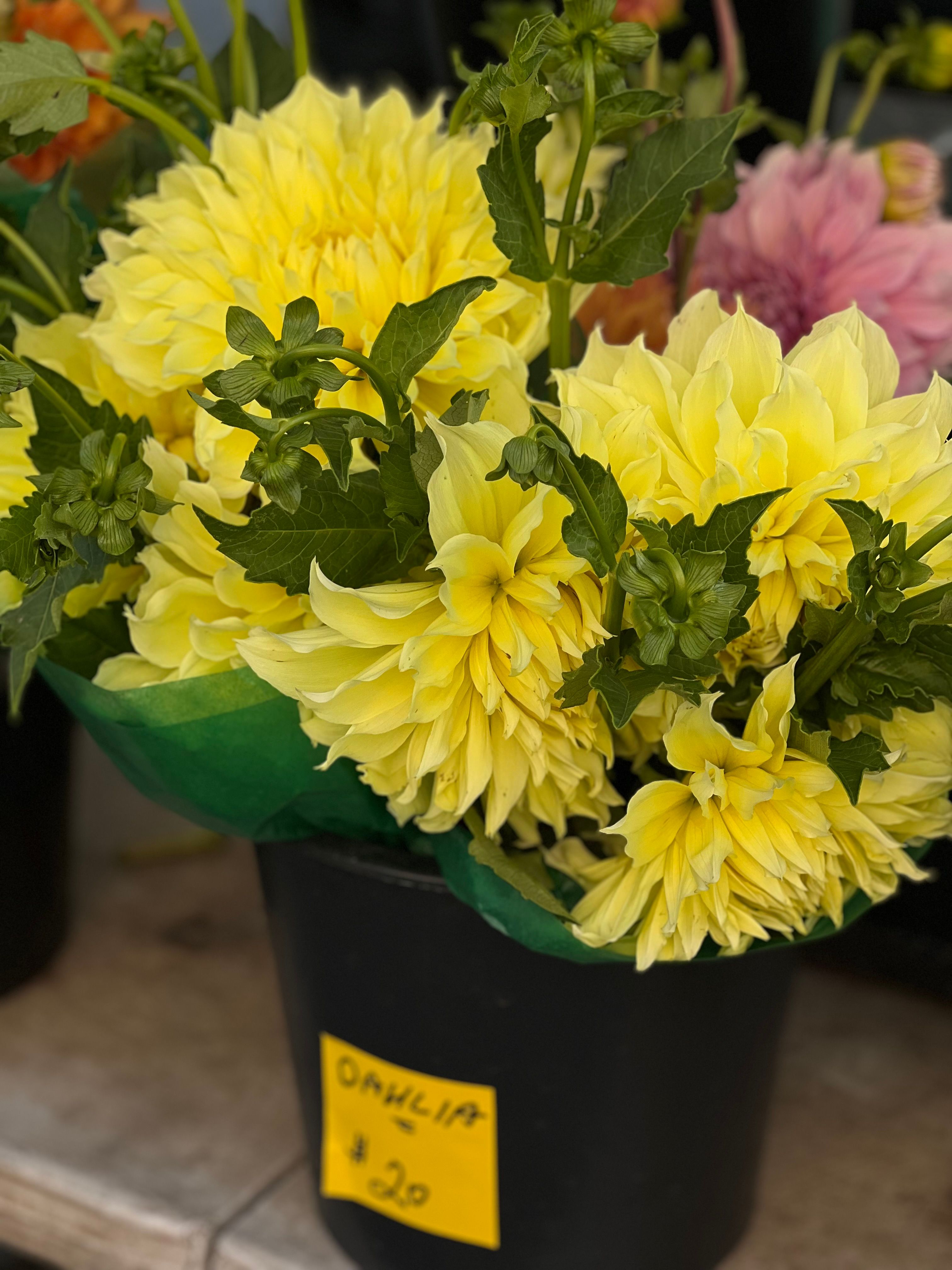 Close-up of Dahlia Bouquets in Buckets · Free Stock Photo