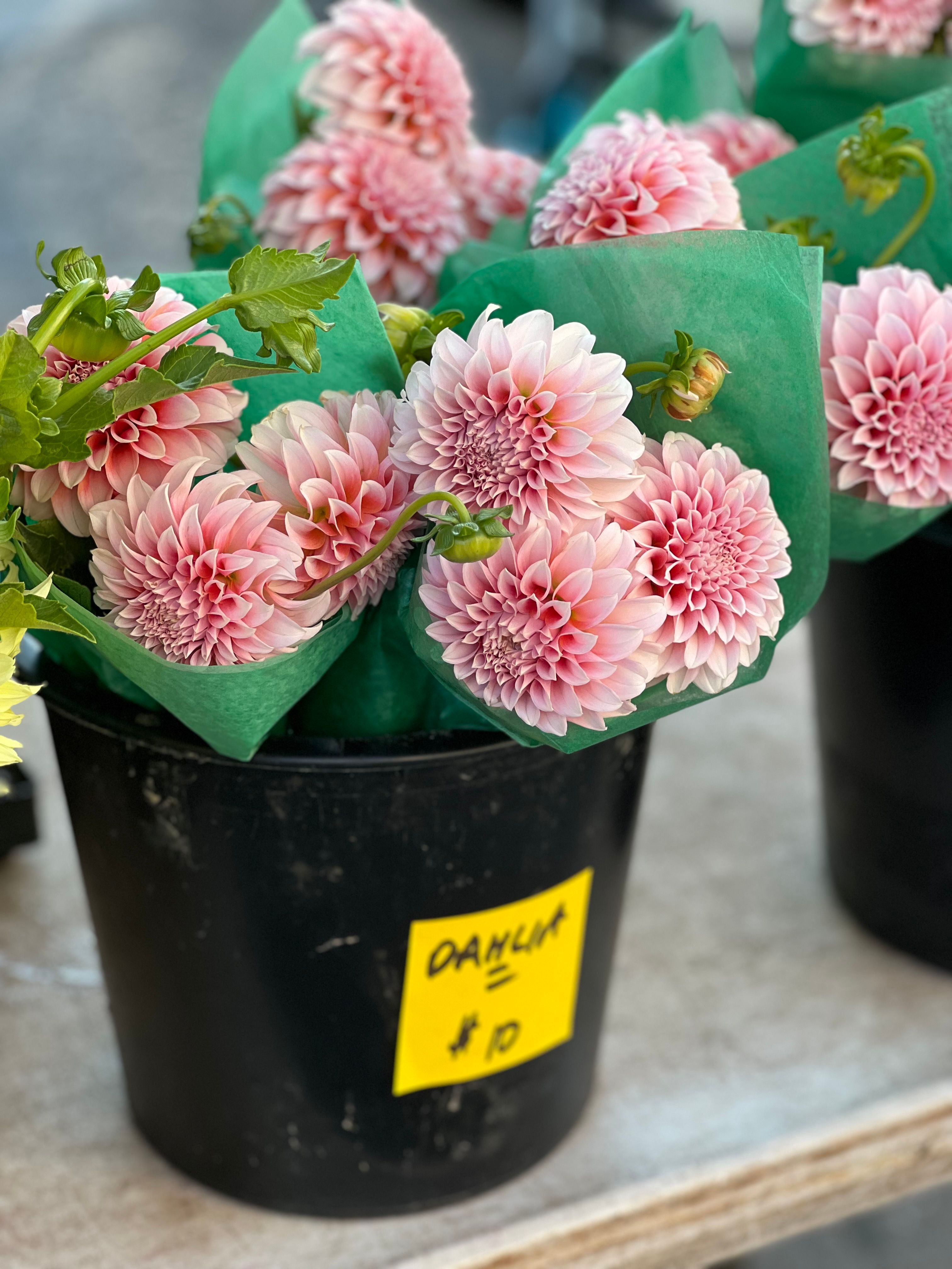 Close-up of Dahlia Bouquets in Buckets · Free Stock Photo
