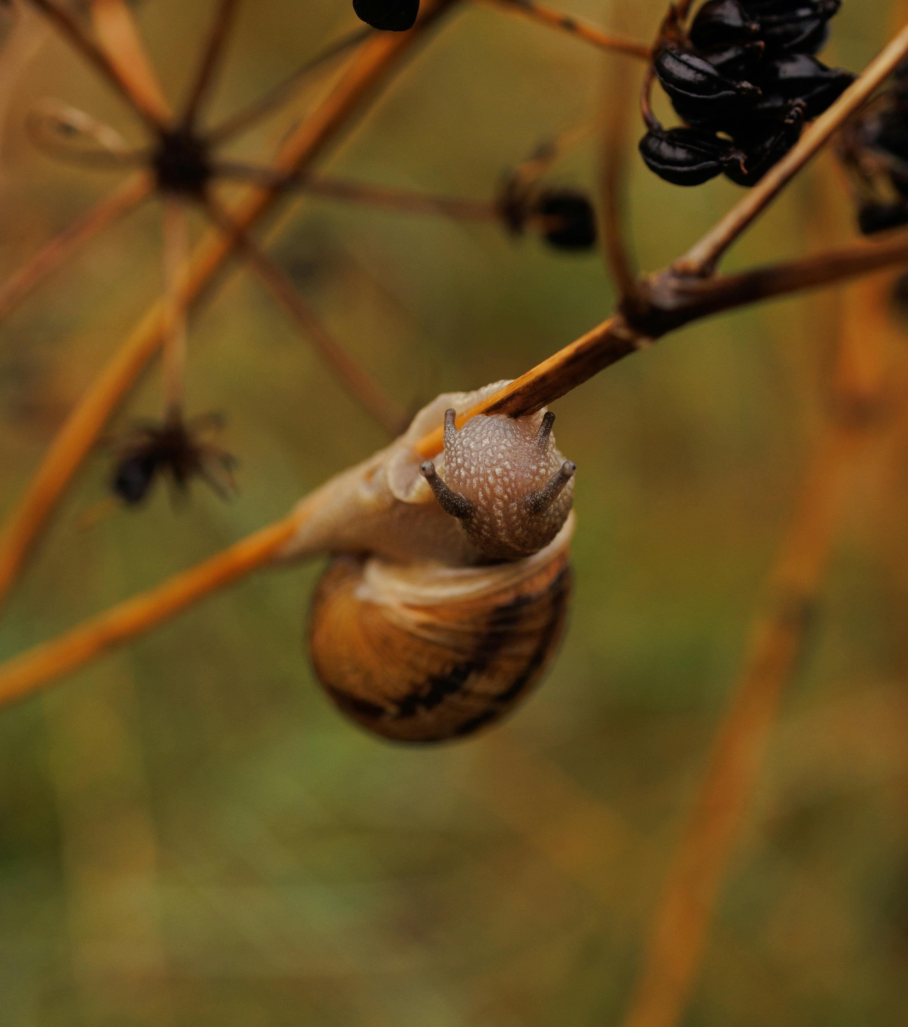 Close Up Photo of White Snail · Free Stock Photo