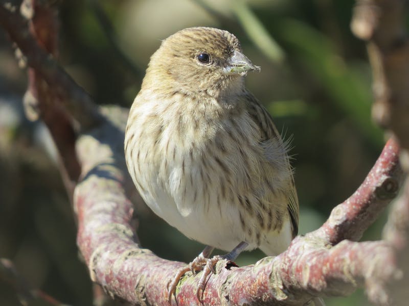 Bugatti Bird Photos, Download The BEST Free Bugatti Bird Stock Photos ...
