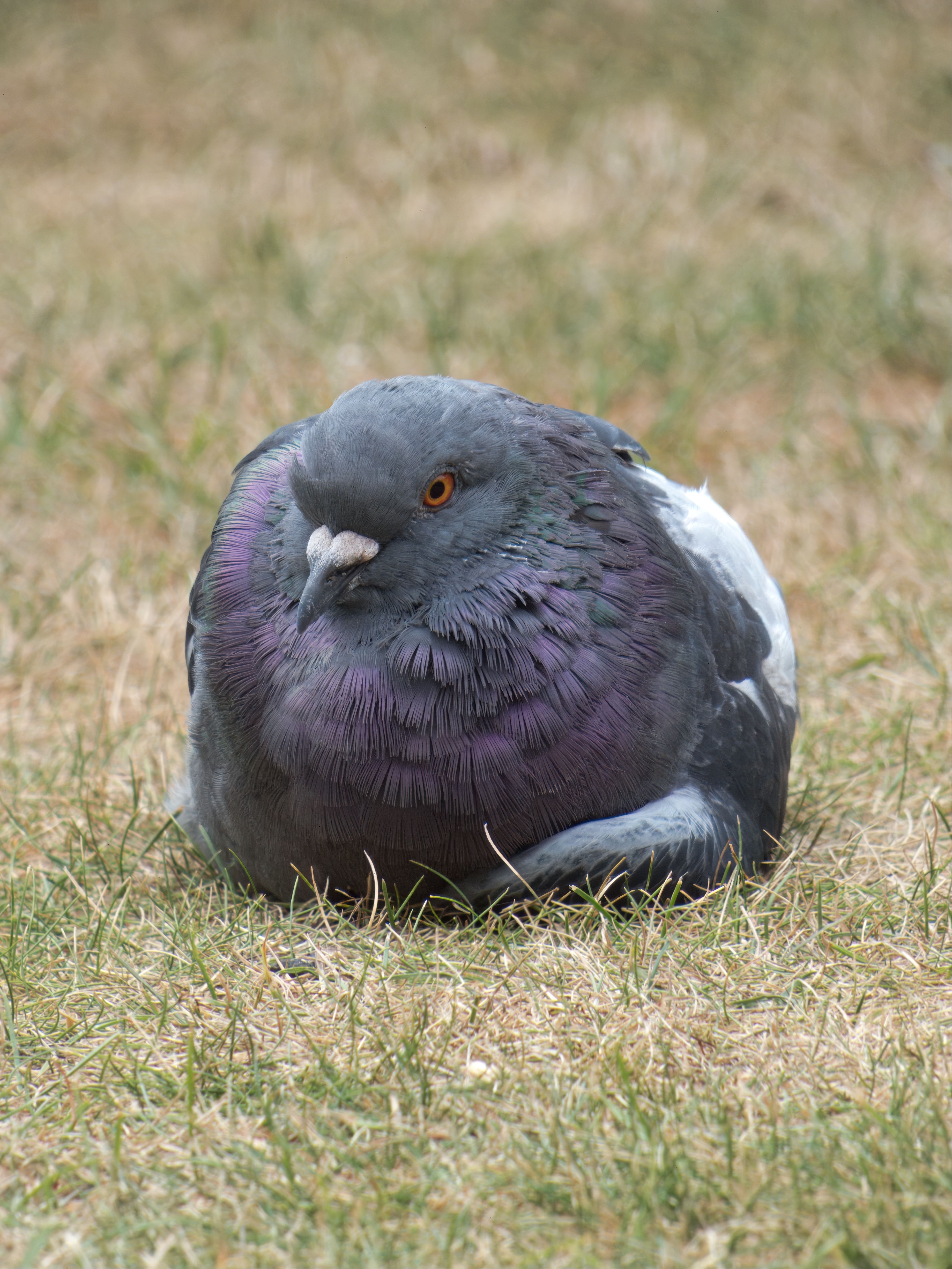 A pigeon is standing on the ground next to another pigeon · Free Stock ...