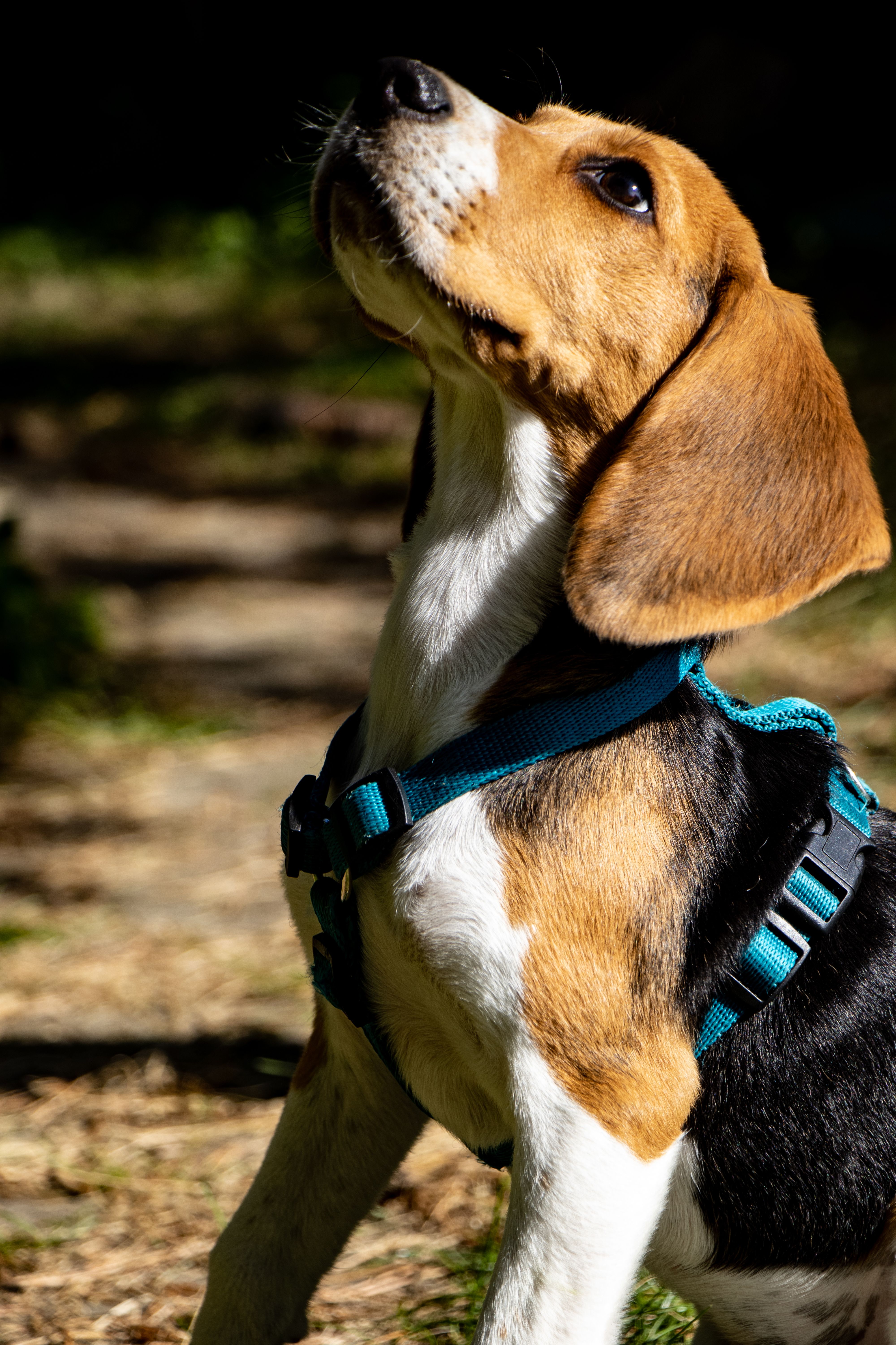 Adult Tricolor Beagle · Free Stock Photo