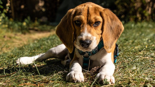 Understanding the Size of Beagle Dogs and Proper Care