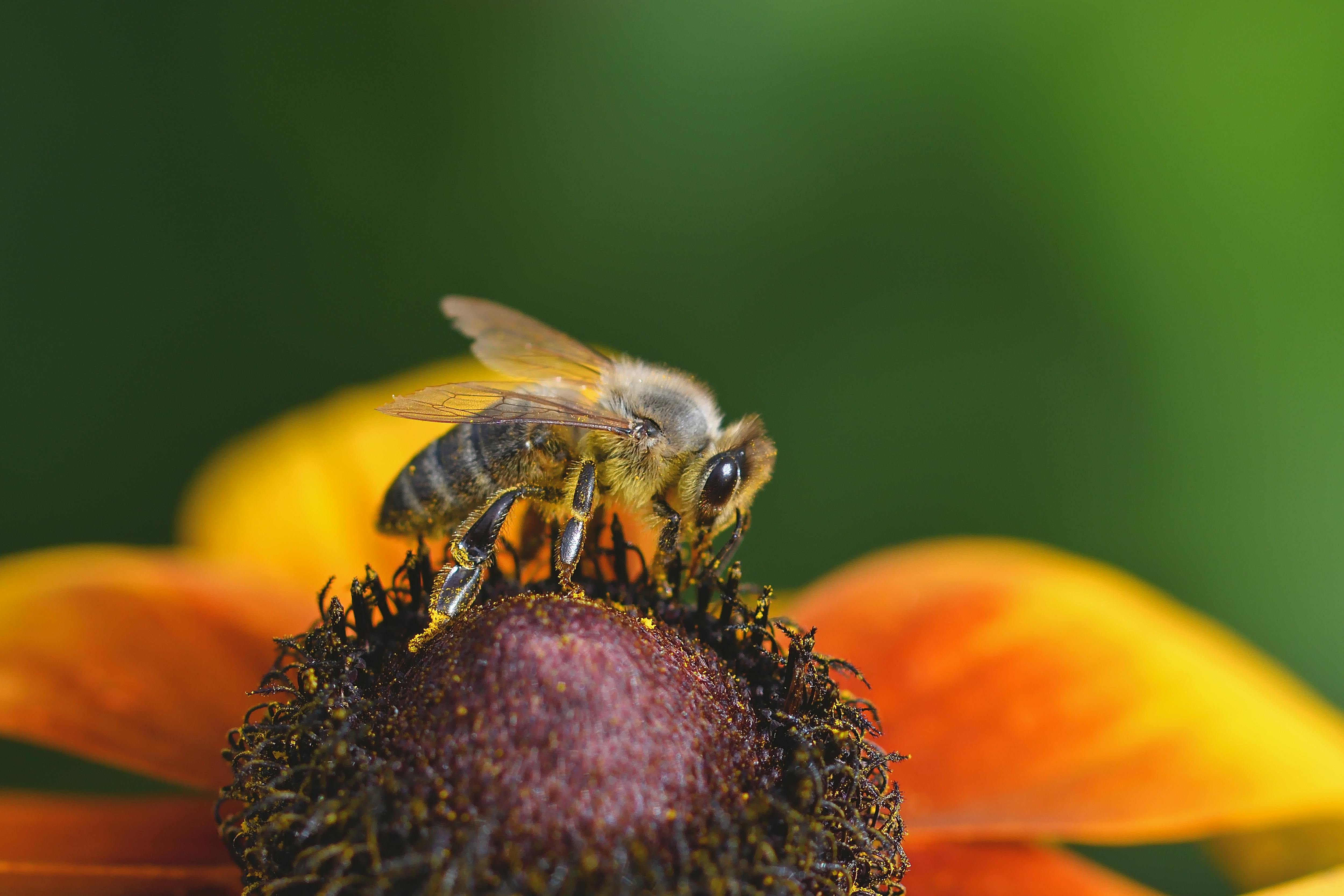 Fotografía Macro De Una Abeja Polinizando Una Flor Vibrante · Foto de ...