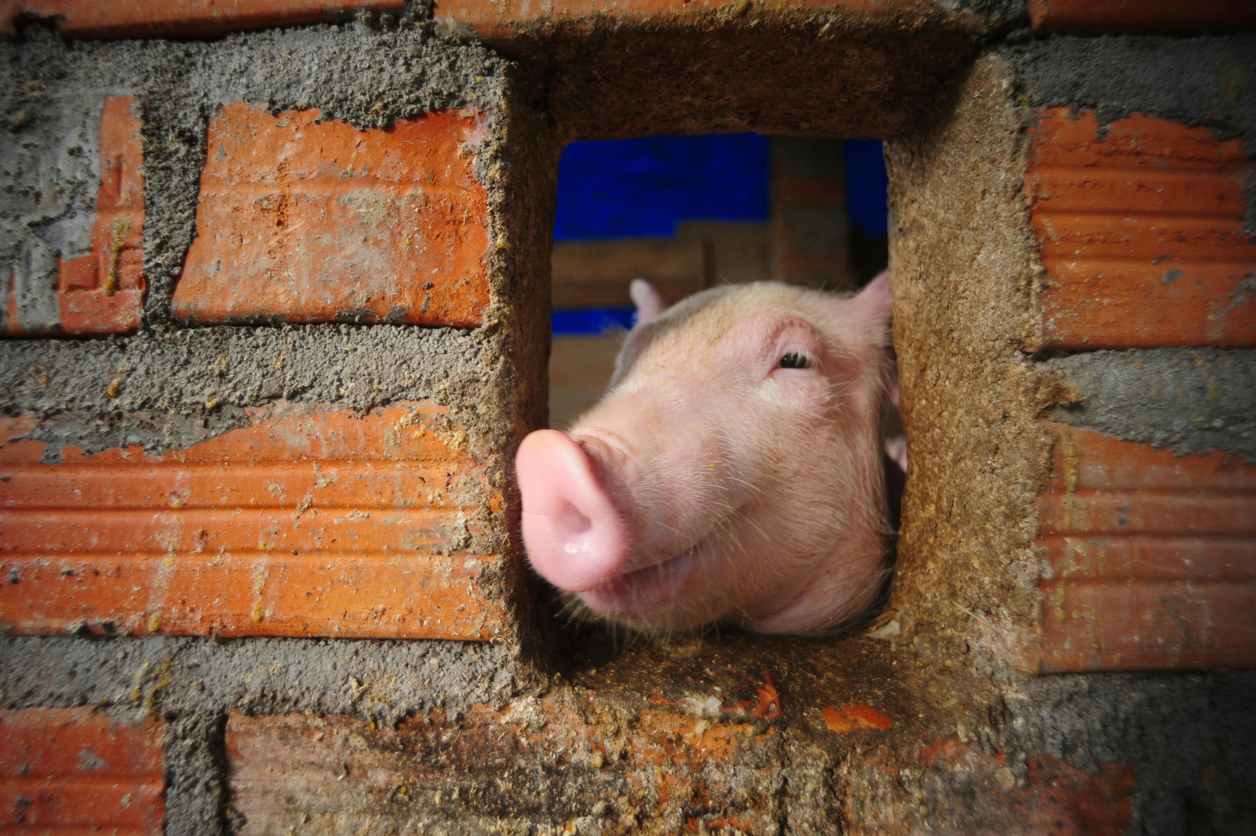 Photograph of Domestic Pig · Free Stock Photo