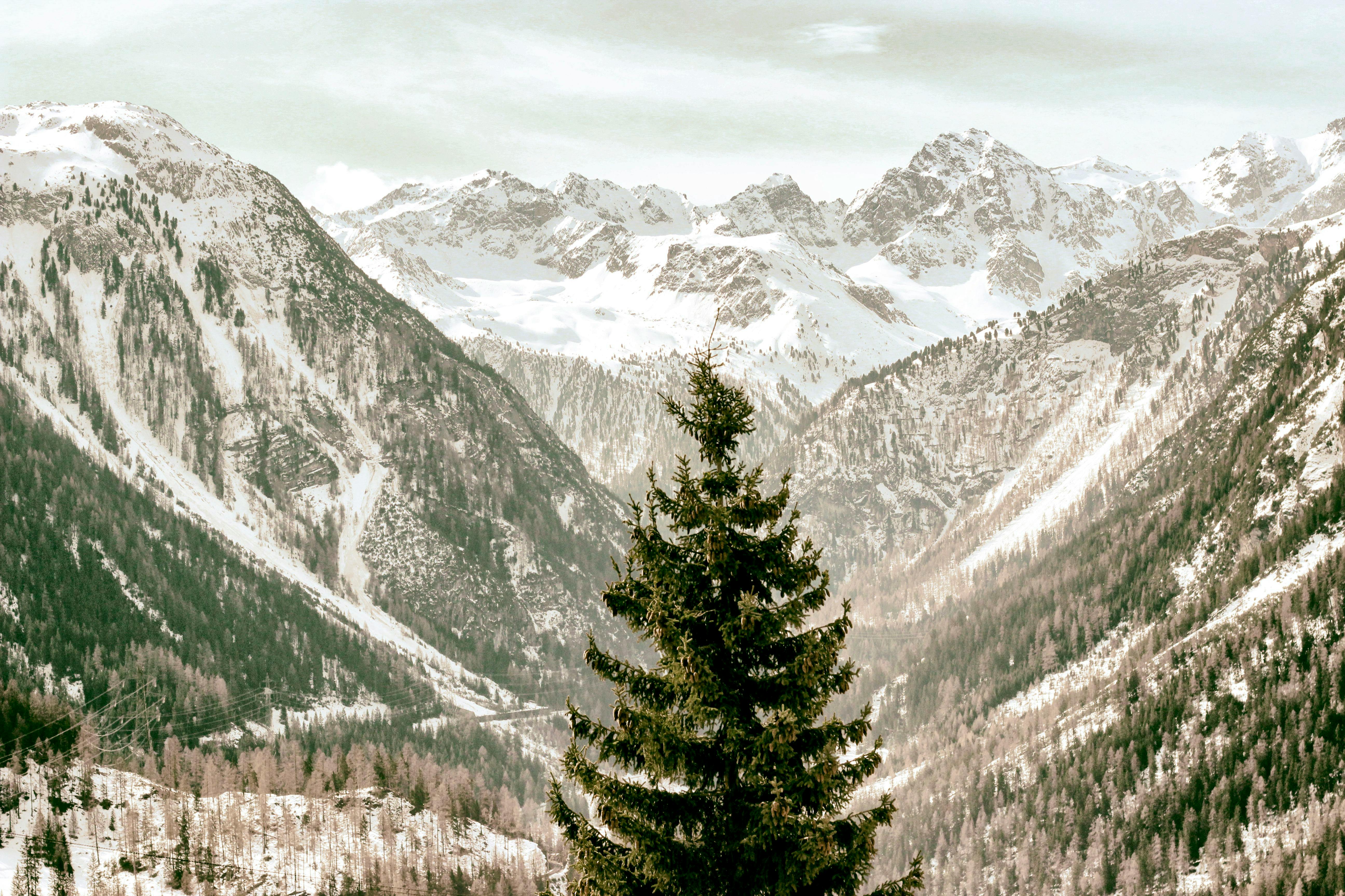 Coniferous Trees in a Mountain Valley · Free Stock Photo