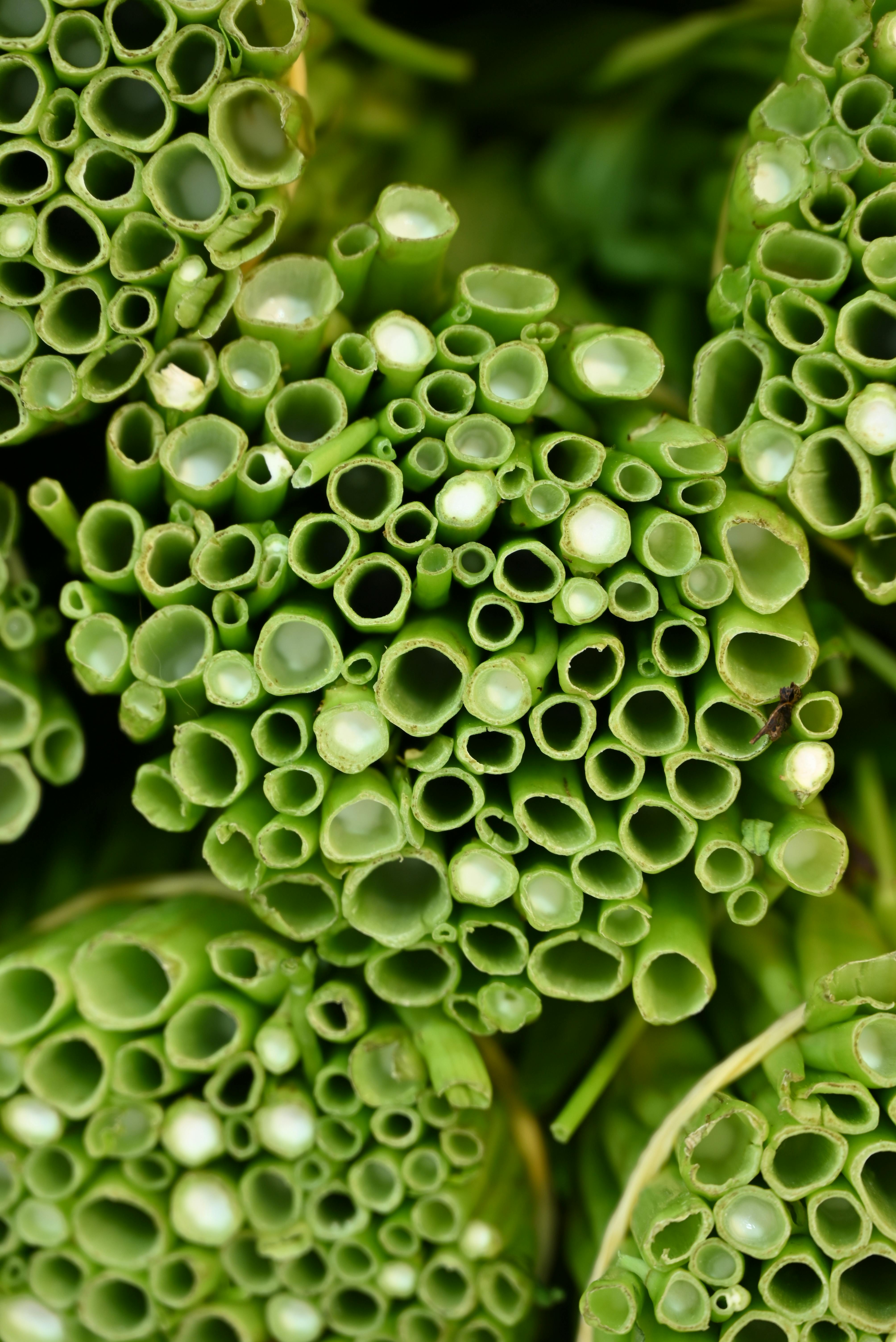 Deathy Hollows Photos, Download The BEST Free Deathy Hollows Stock ...