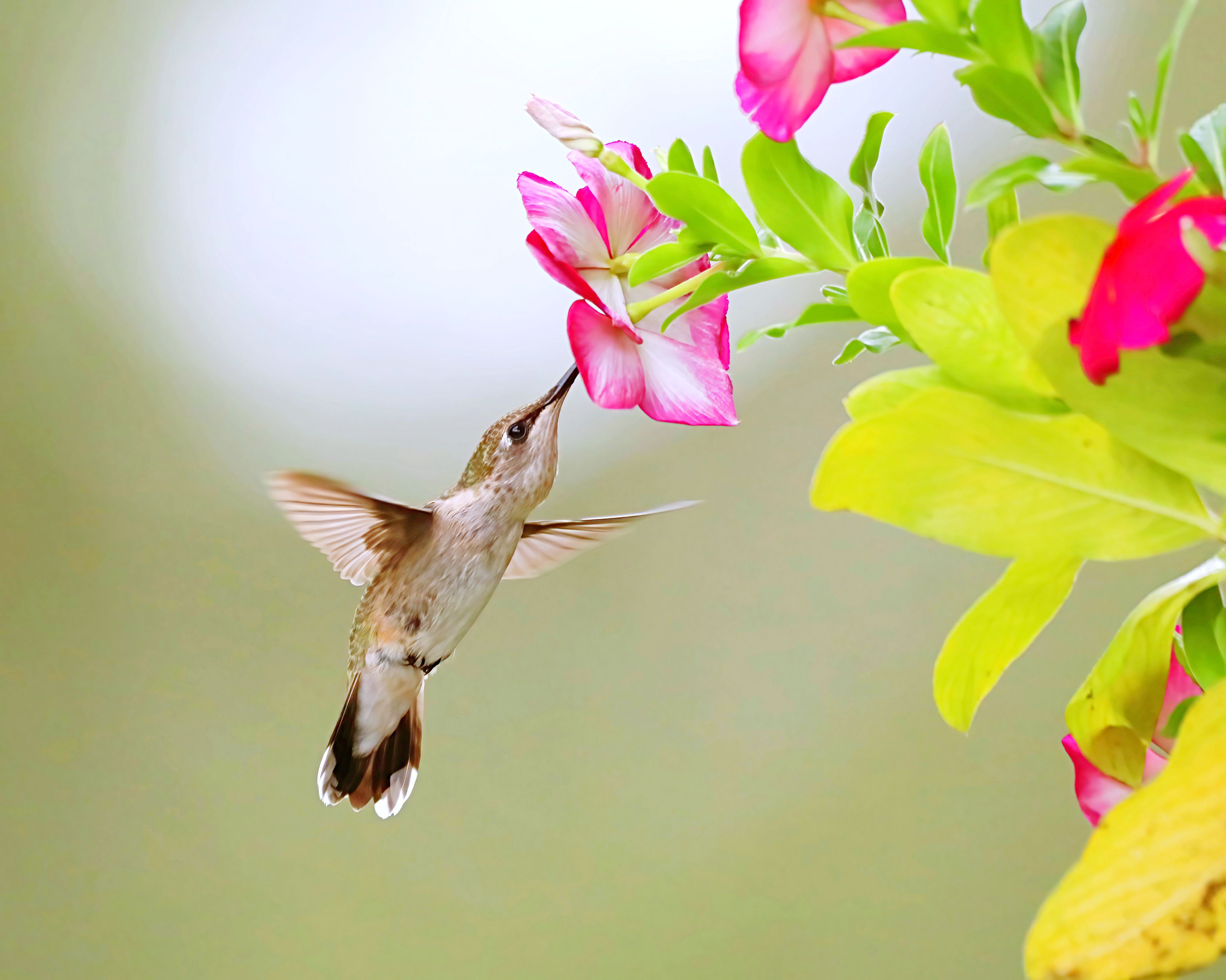 Flying Hummingbird Surrounded By Flowering Plants Photos, Download The ...