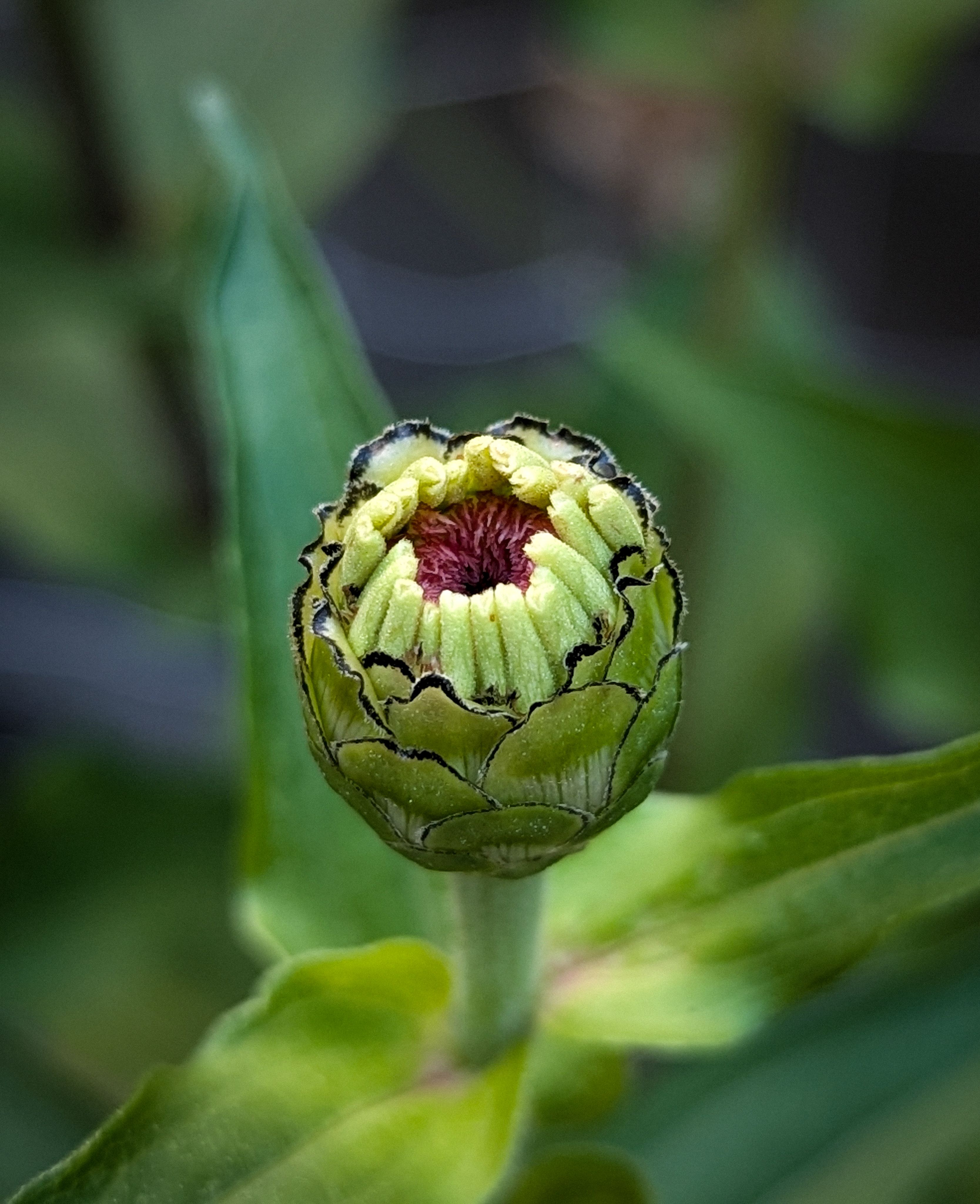 Green Bud of Zinnia · Free Stock Photo
