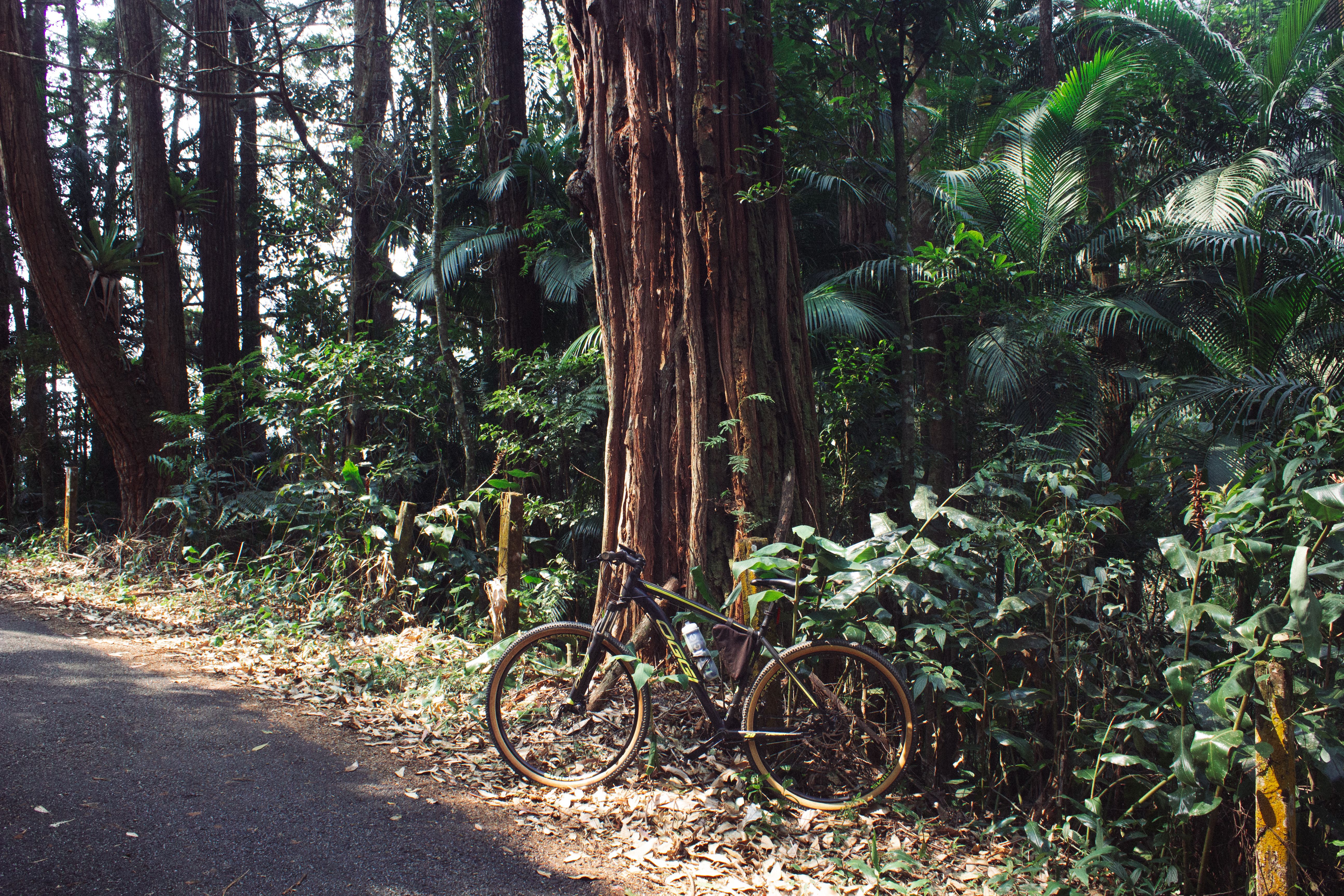 Bicycle Leaning on Tree in Forest · Free Stock Photo