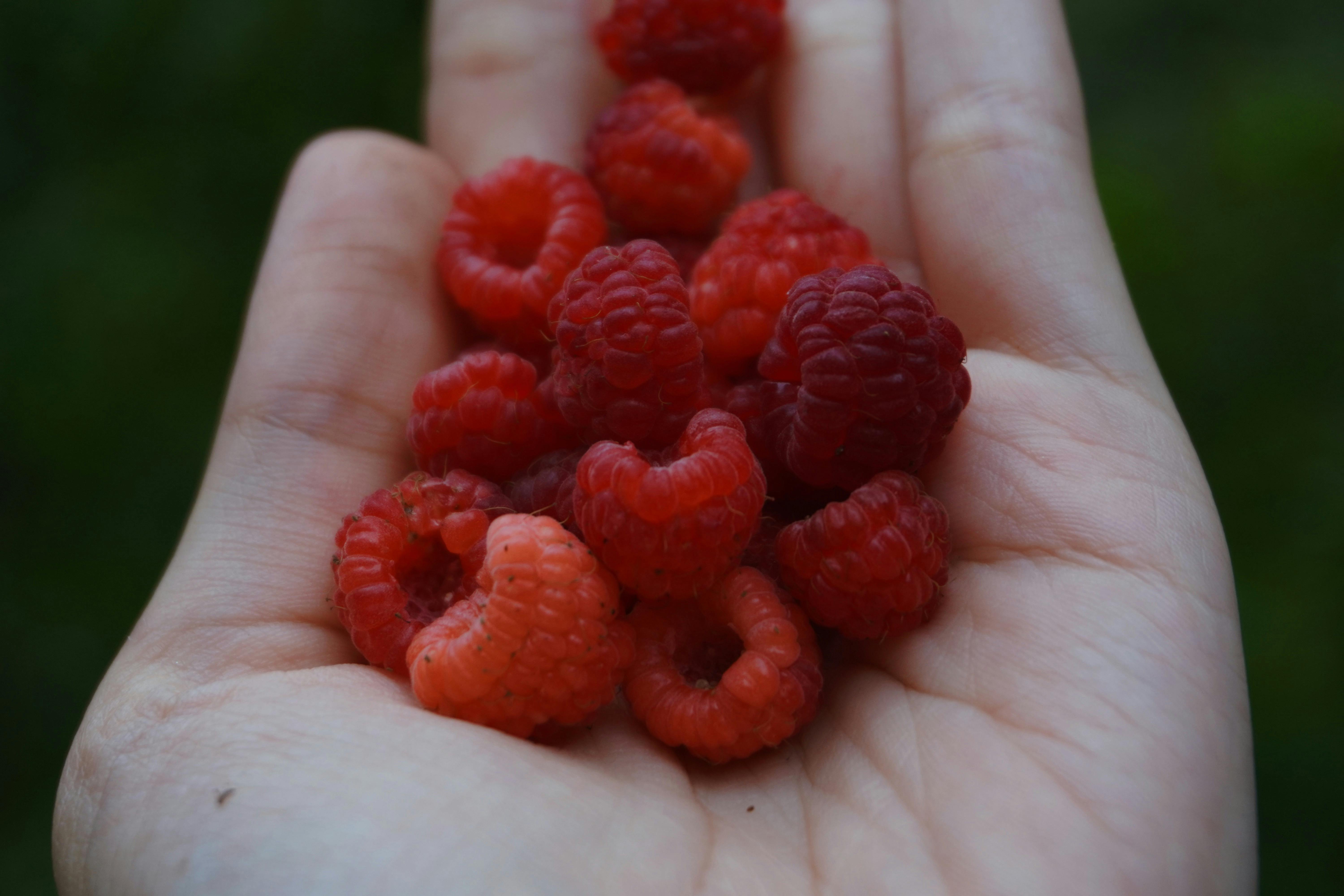 Hand of a Person Holding a Bunch of Freshly Picked Raspberries · Free ...