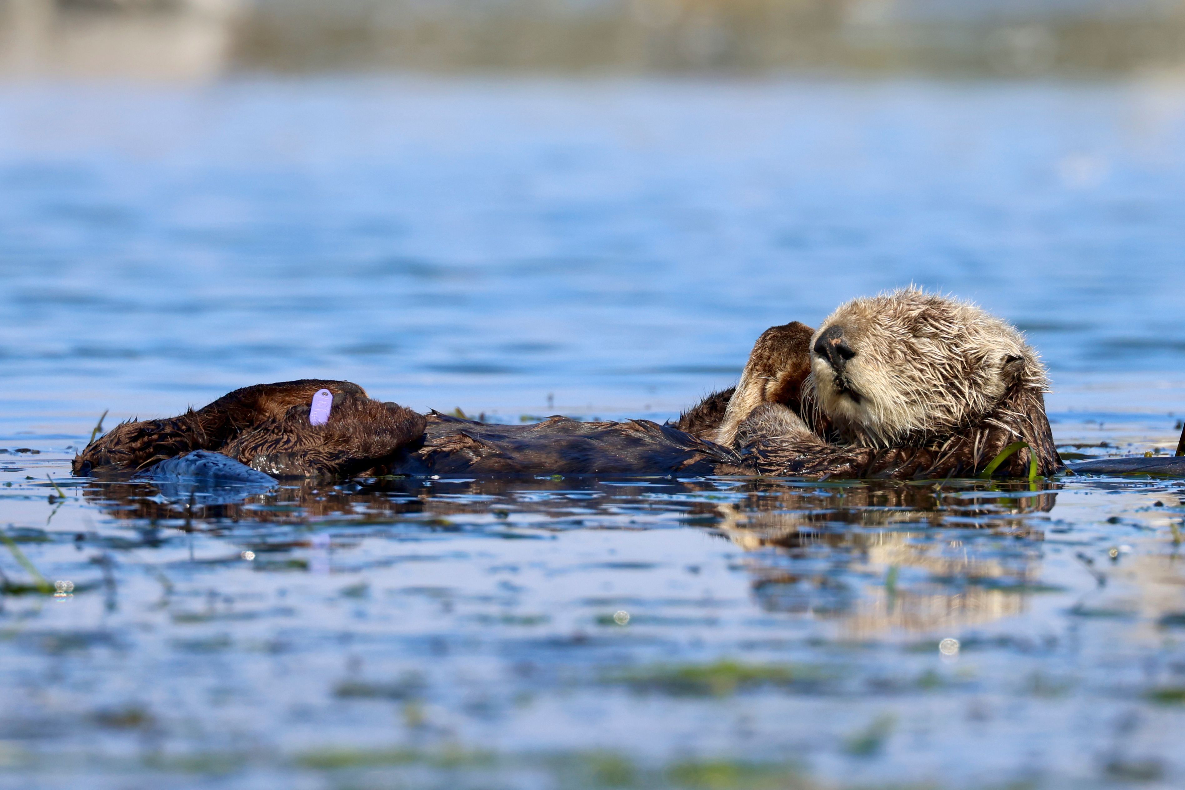 Nutria Marina Del Sur Flotando En Aguas De Desembarque Cubiertas De ...