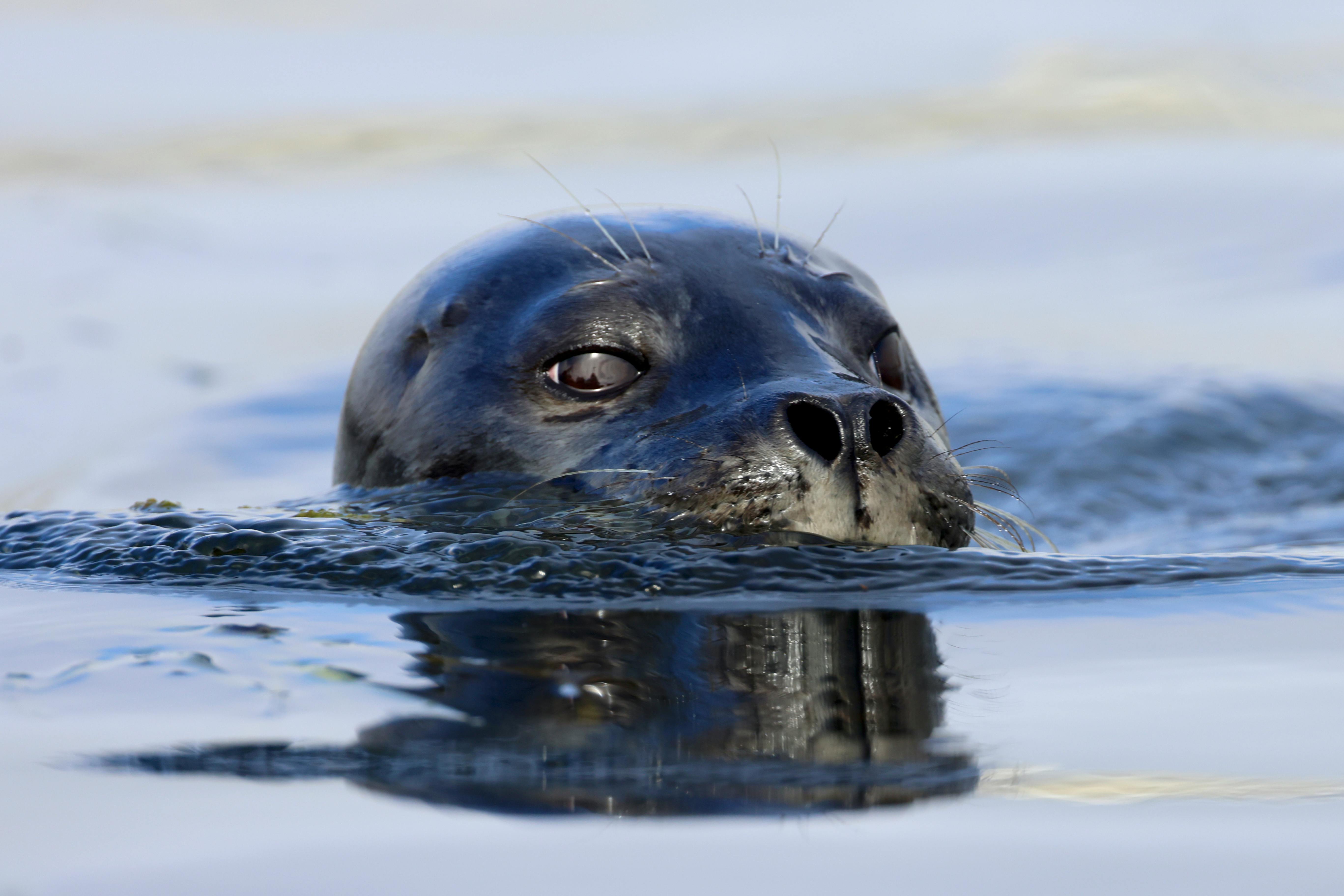 Harbor Seal Swimming in Moss Landing Waters · Free Stock Photo