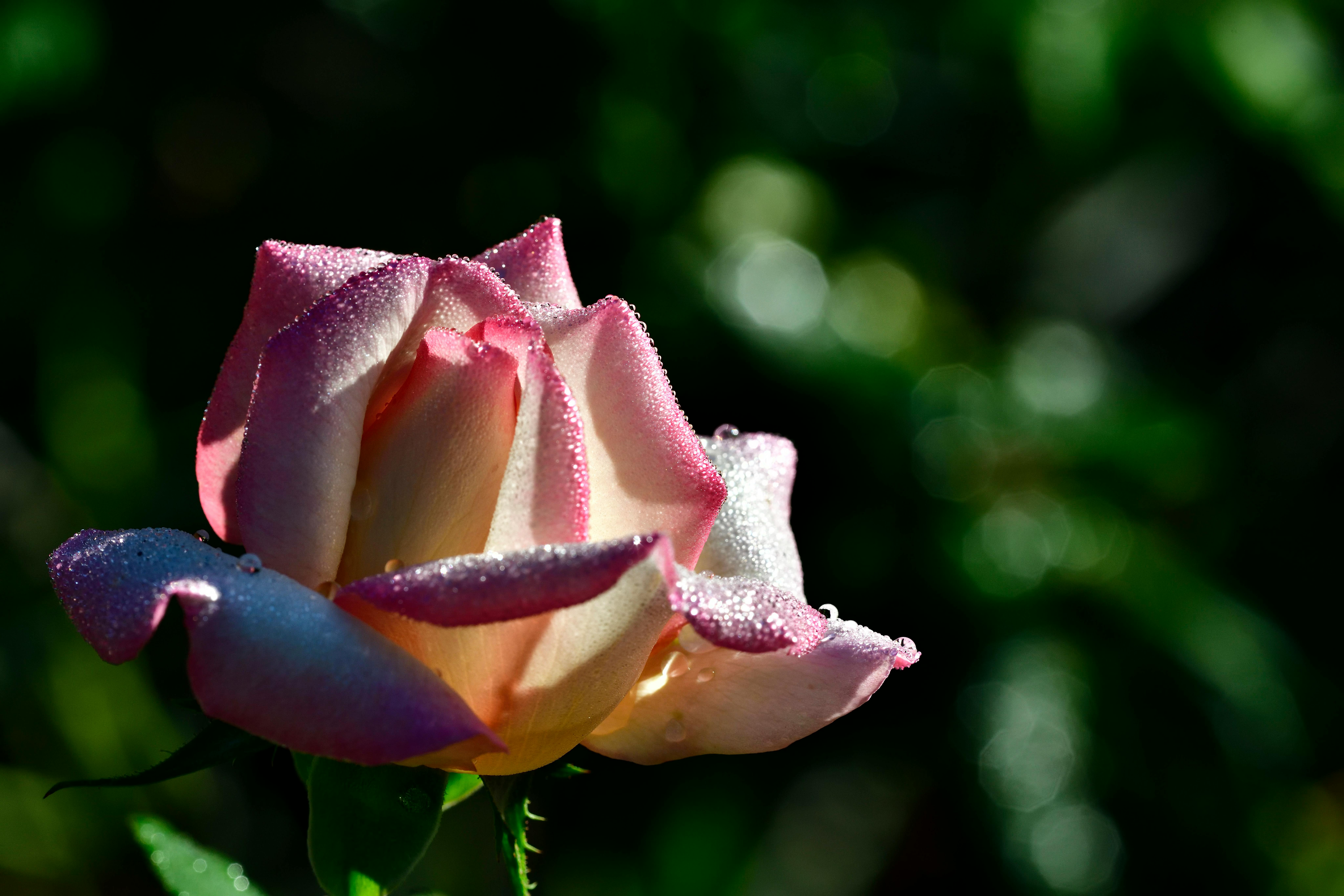 Dew on Pink Rose · Free Stock Photo