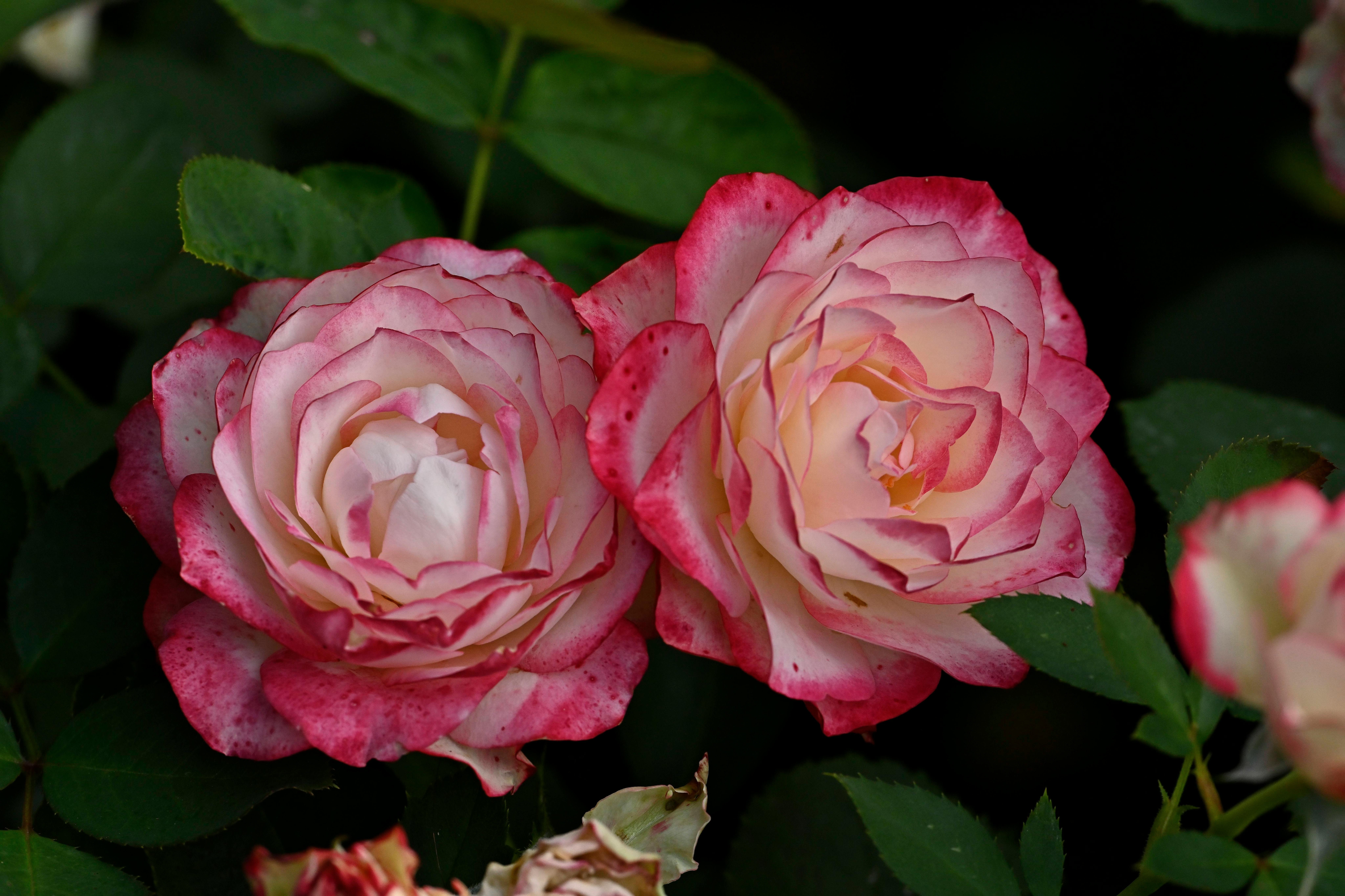 Pink Roses in Nature · Free Stock Photo