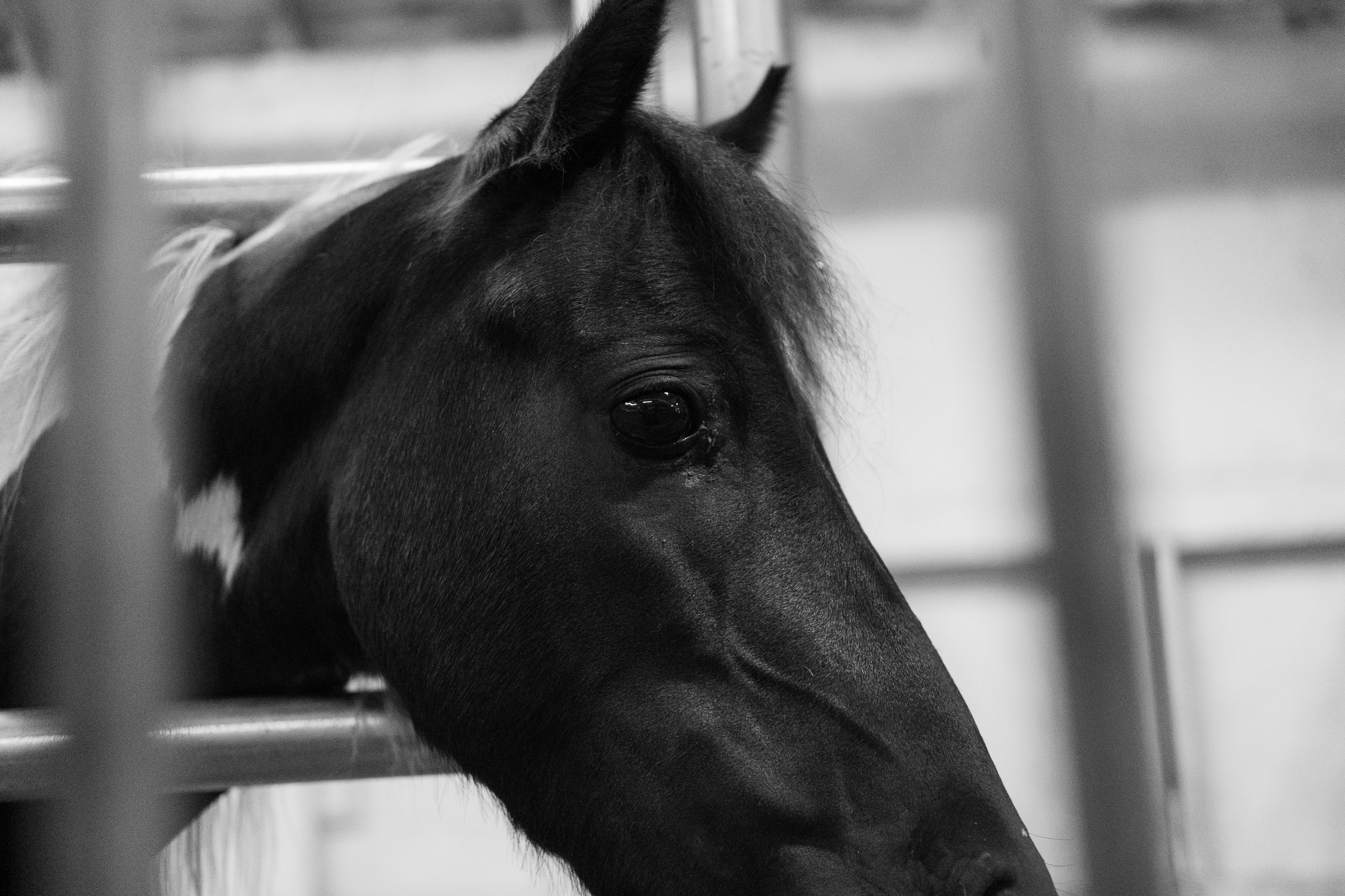 Vue Du Cheval · Photo gratuite