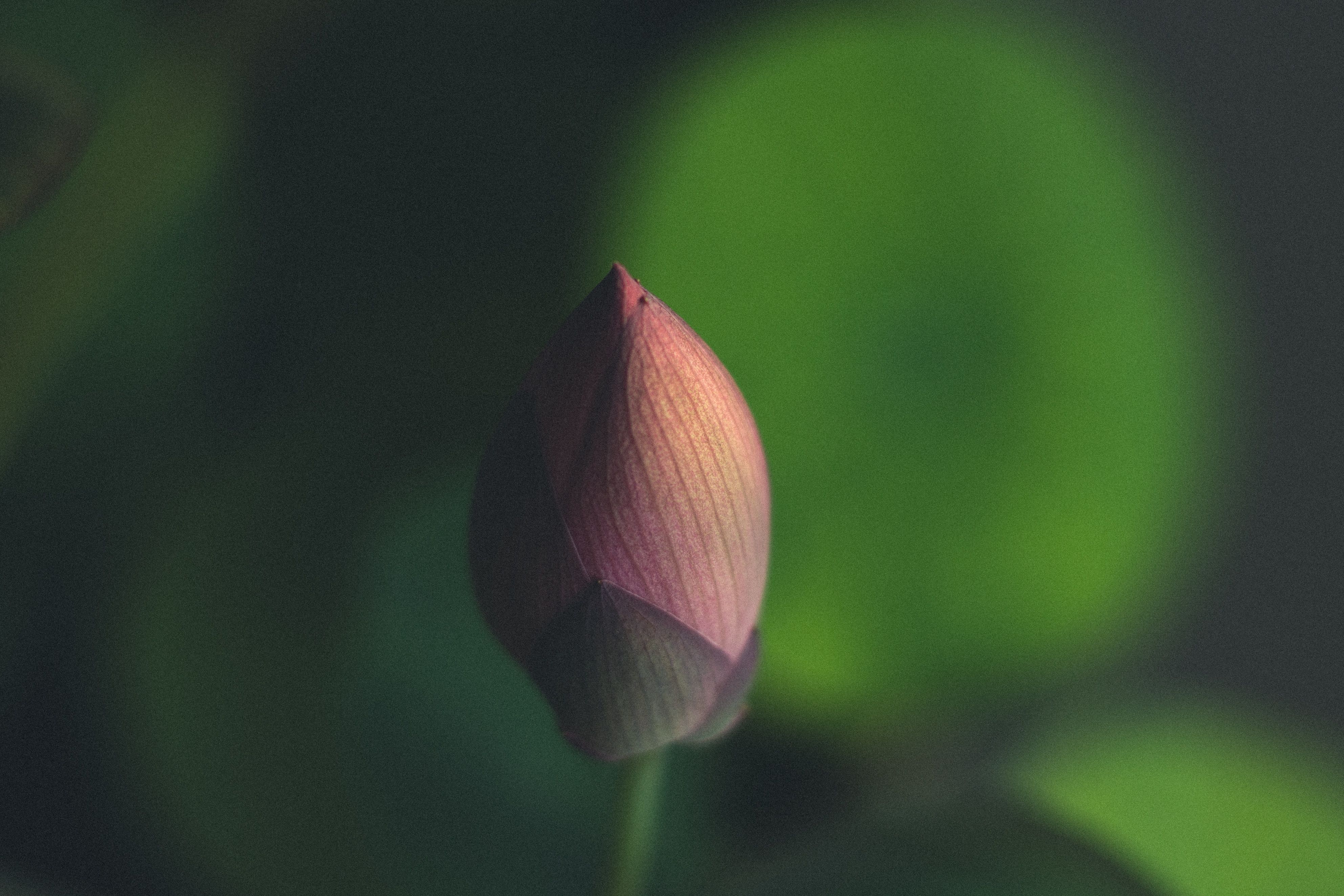Close-up of a Purple Lotus Flower Bud · Free Stock Photo