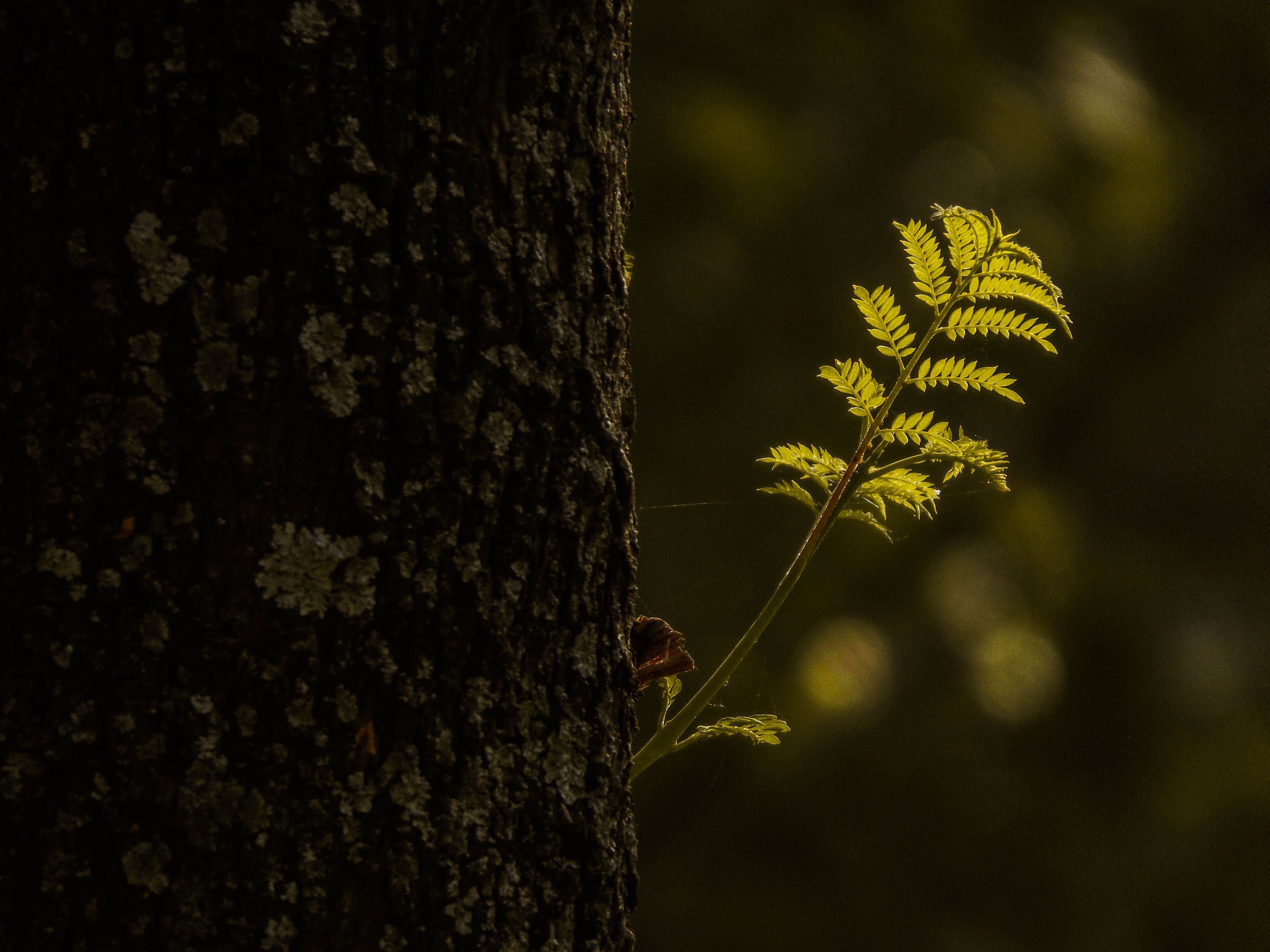 Close-up of a Fern Growing Out of a Tree Trunk · Free Stock Photo