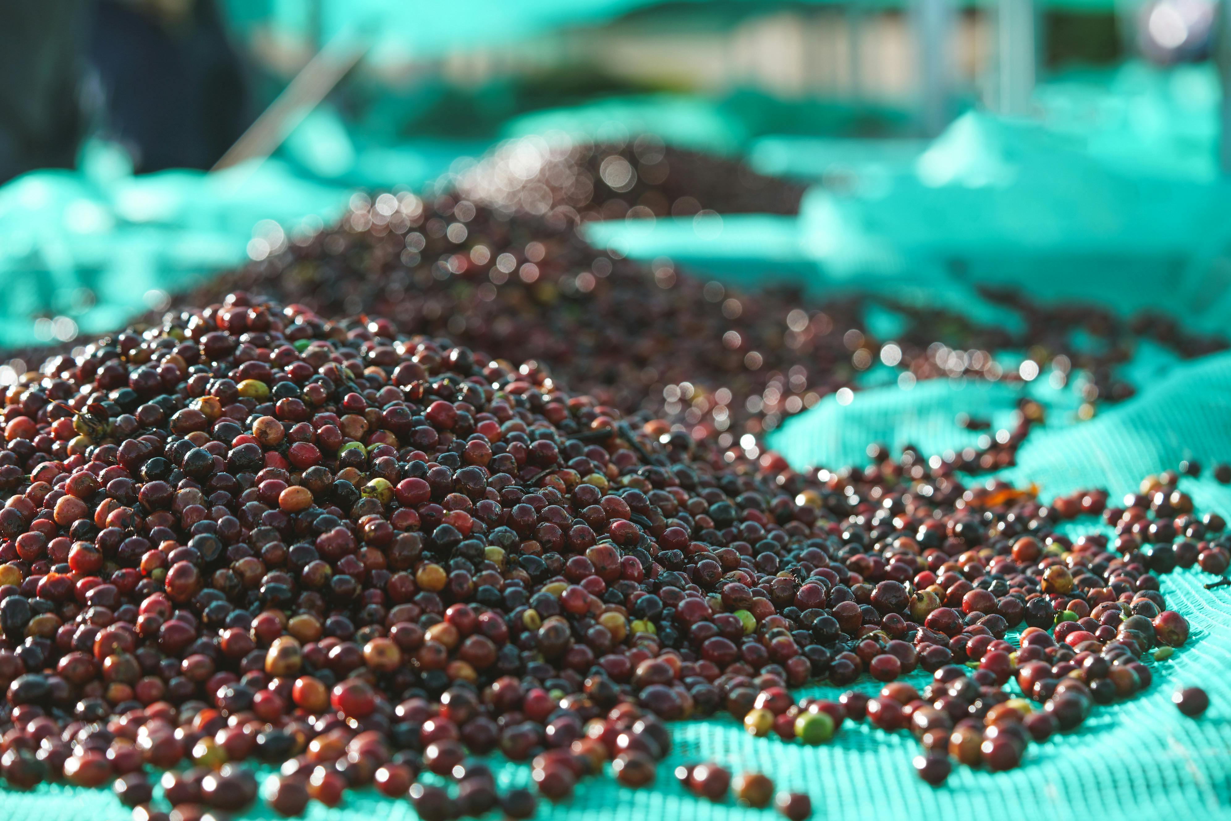 Sun-dried coffee on high racks during dry processing (natural ...